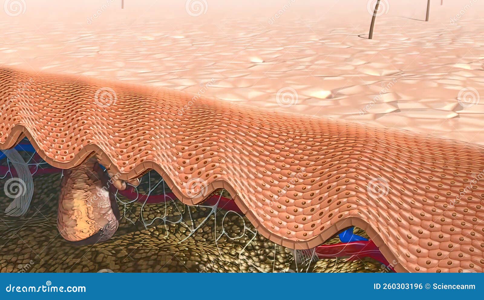 Sweating of the skin stock photo. Image of design, health - 260303196