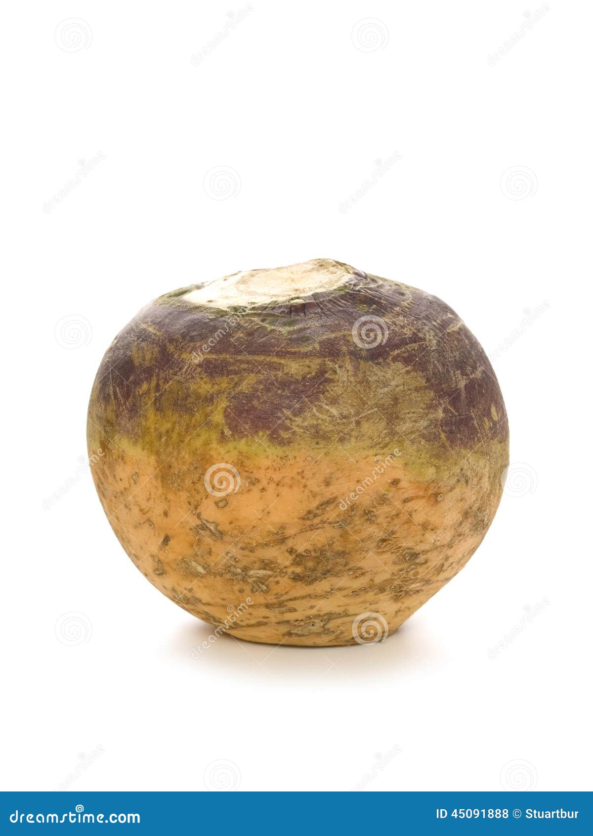 Swede stock photo. Image of natural, yellow, swedish - 45091888