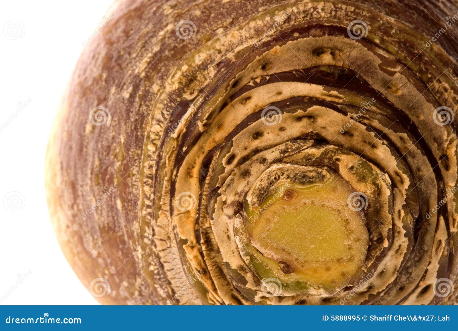 Swede Vegetable stock image. Image of greens, vegetables - 5888995