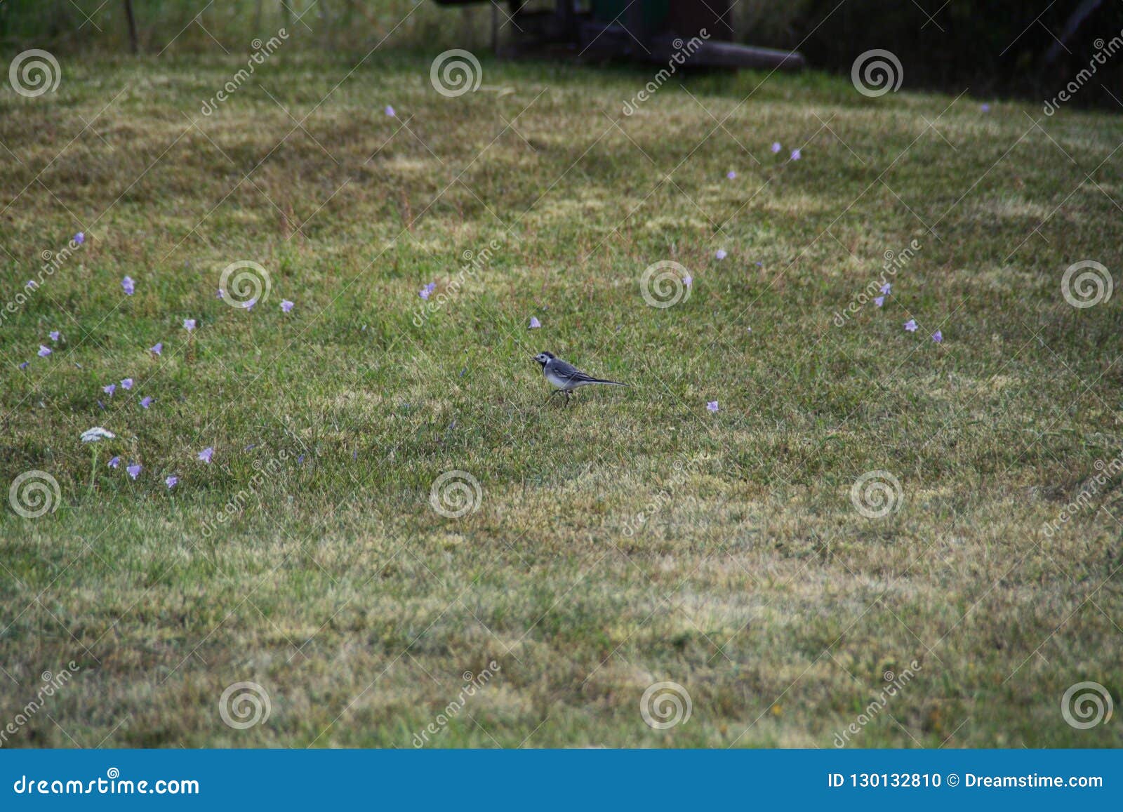 Sweden / a bird stock photo. Image of sweden, nature - 130132810