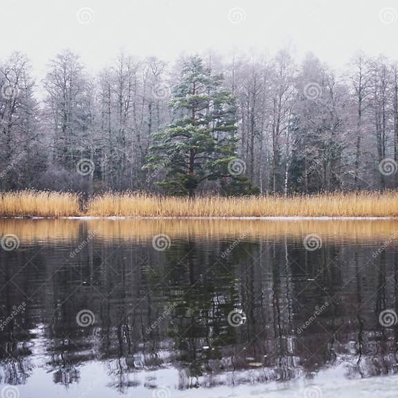 Sweden stock photo. Image of lake, biome, creek, ecosystem - 95716348