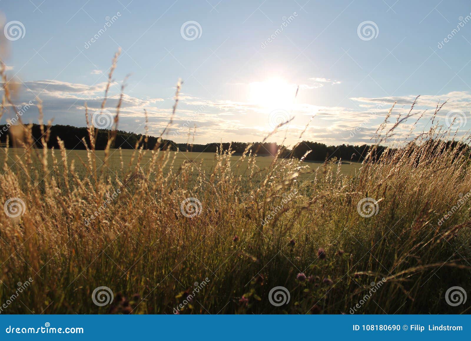 Sweden Windy Summer Landscape Stock Photo - Image of summern, nice ...