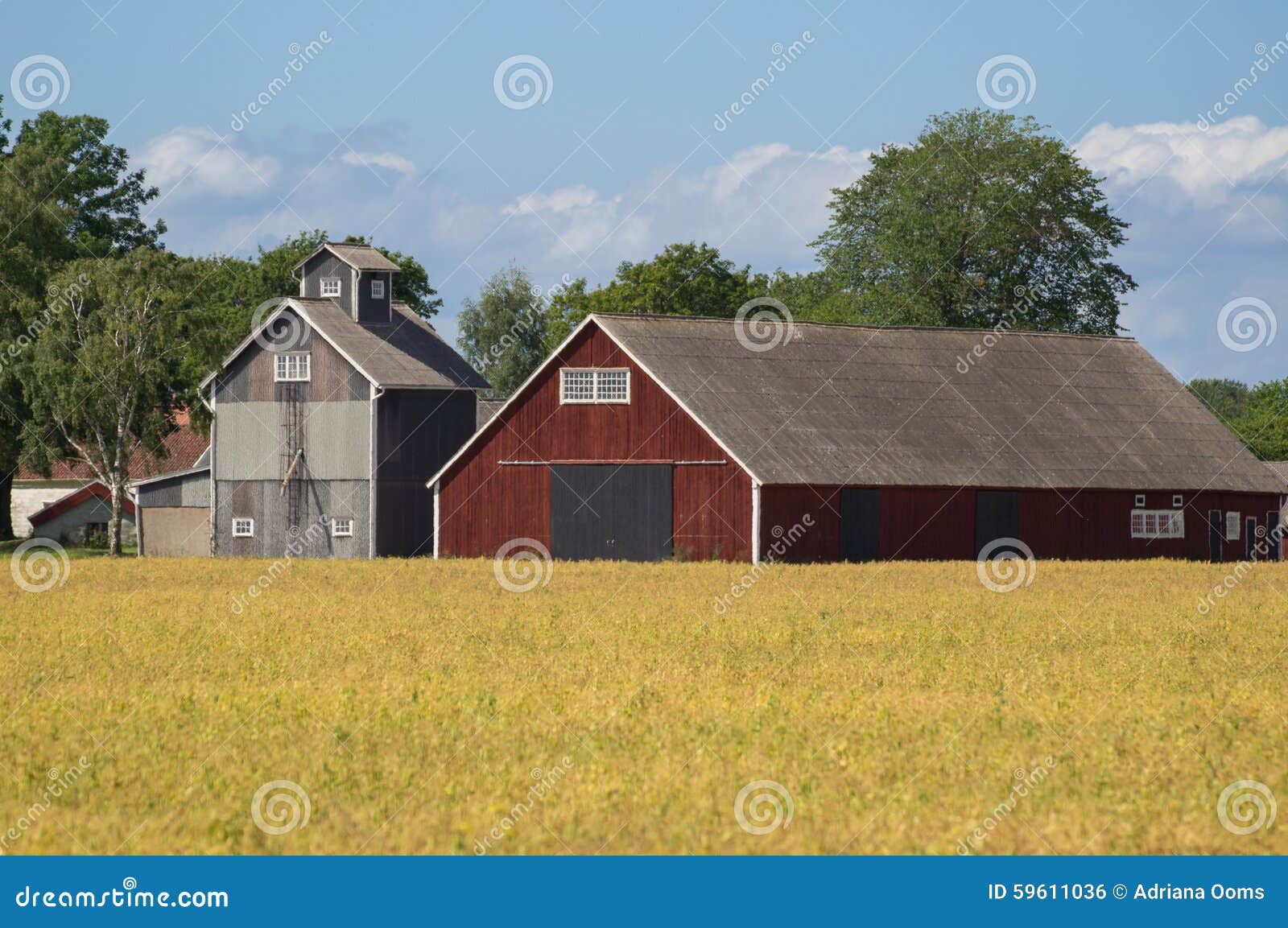 Swedish barns stock photo. Image of blue, sweden, crops - 59611036