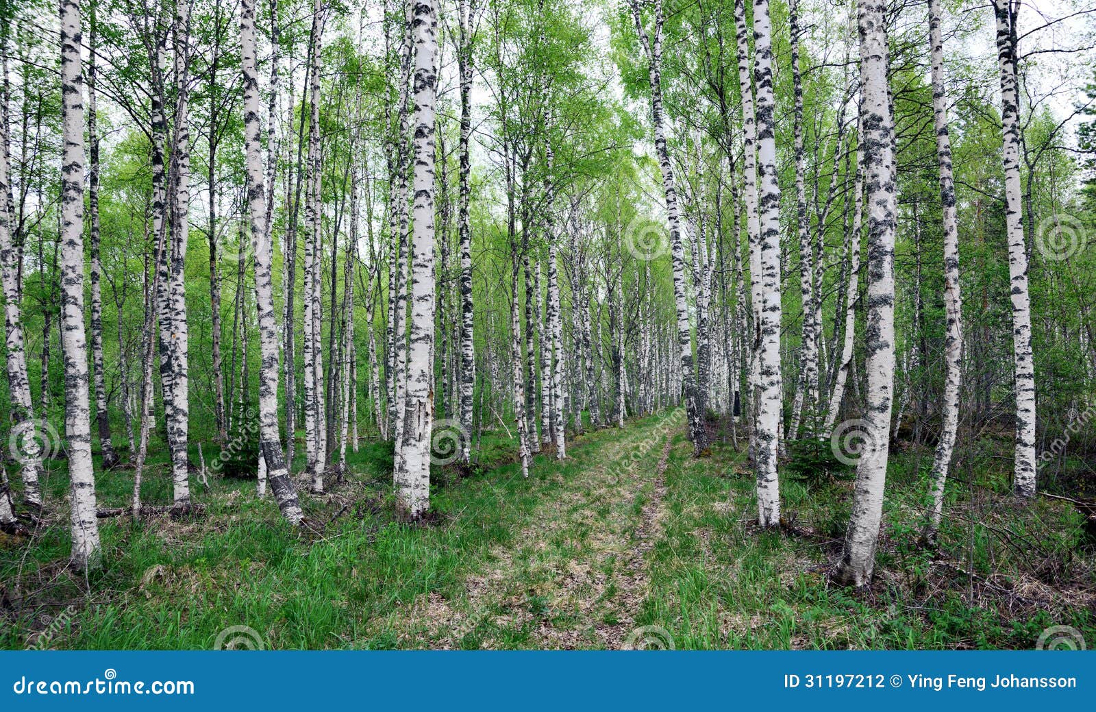 Swedish birch forest stock photo. Image of birch, path - 31197212