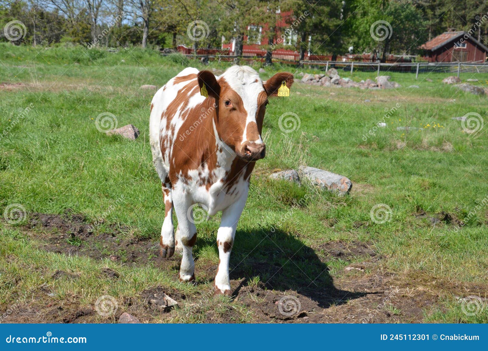 Swedish cow editorial photo. Image of cattle, farm, farming - 245112301