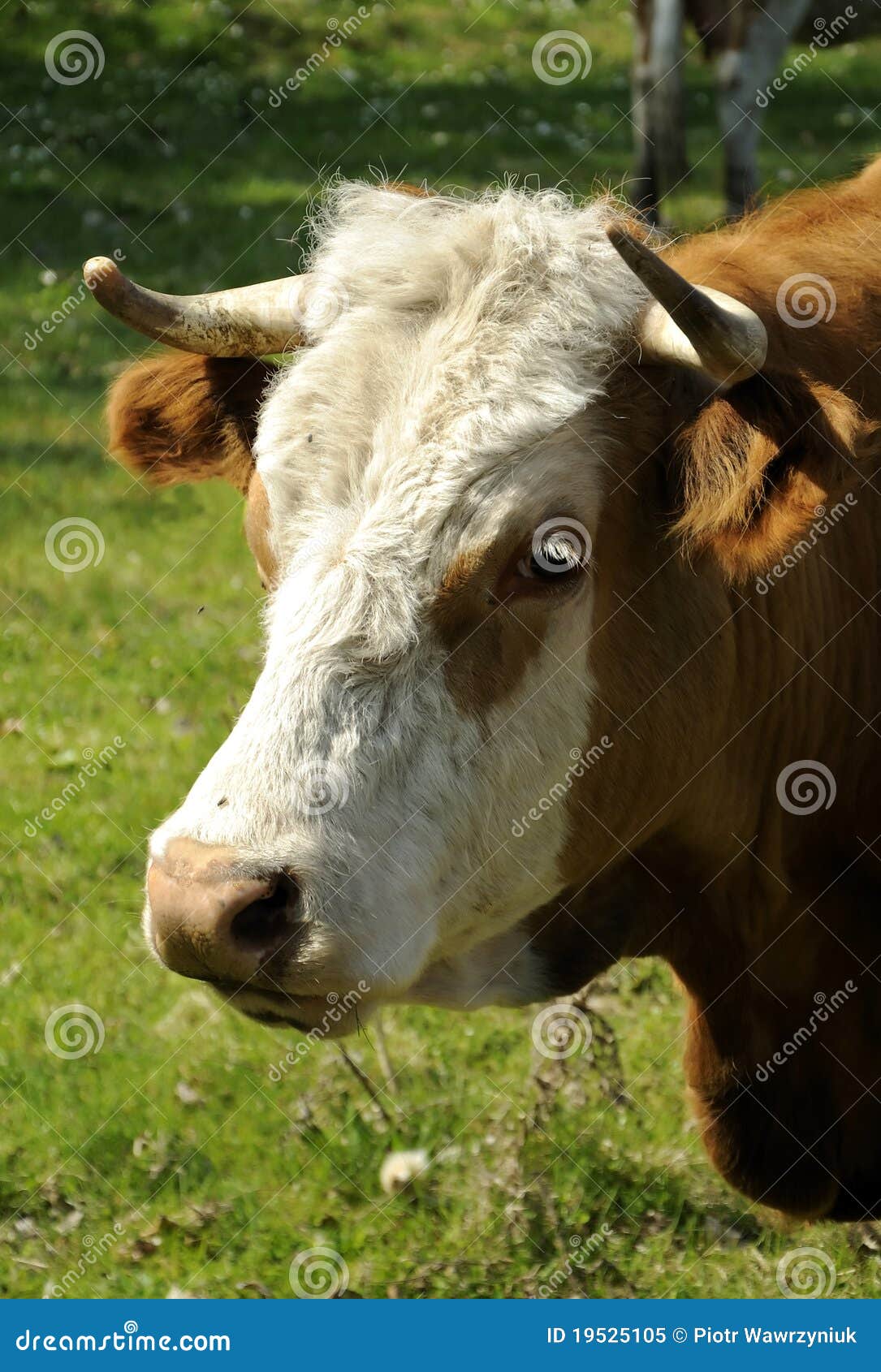 Can A Swedish Lapphund Graze Cows