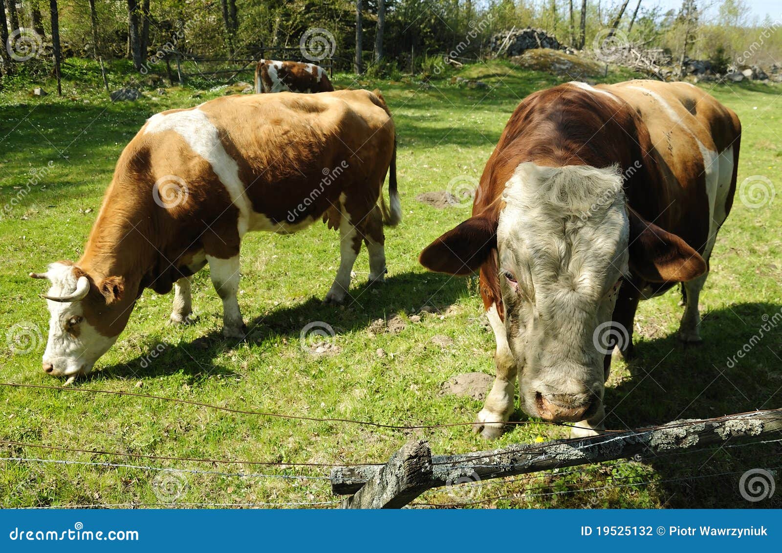 Swedish cows stock photo. Image of grass, grazing, fresh - 19525132