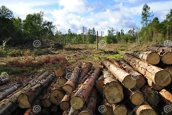 Swedish deforestation stock photo. Image of deforestation - 15946598
