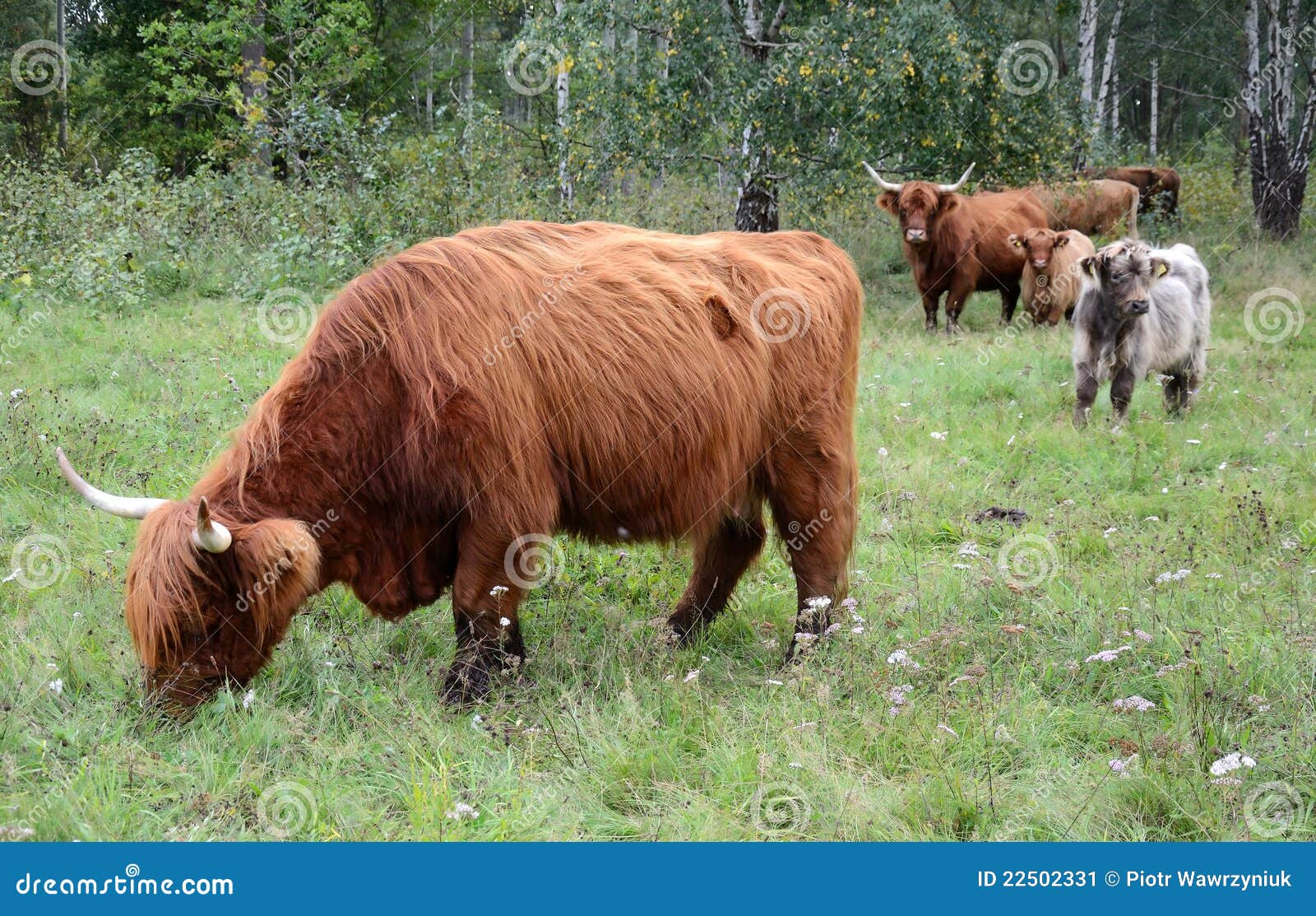 Swedish Farm with Highland Cattle Stock Image - Image of country ...