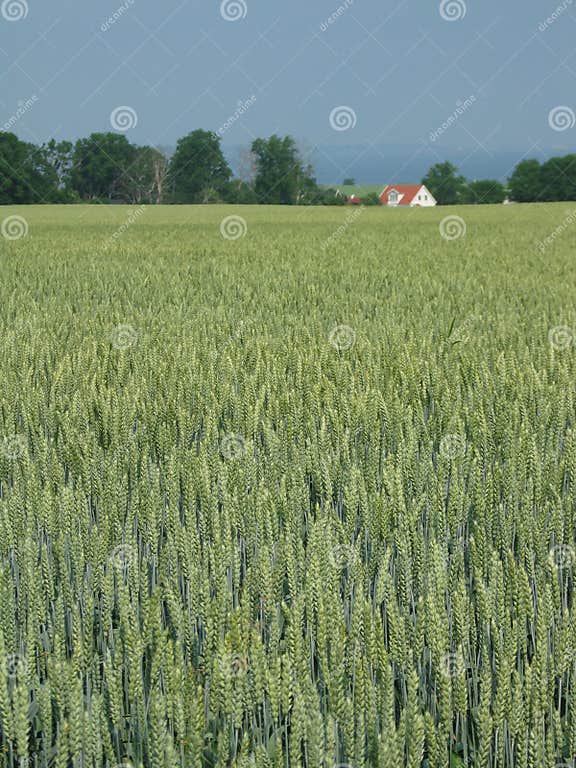 Swedish Field stock photo. Image of swedish, field, farm - 1002788
