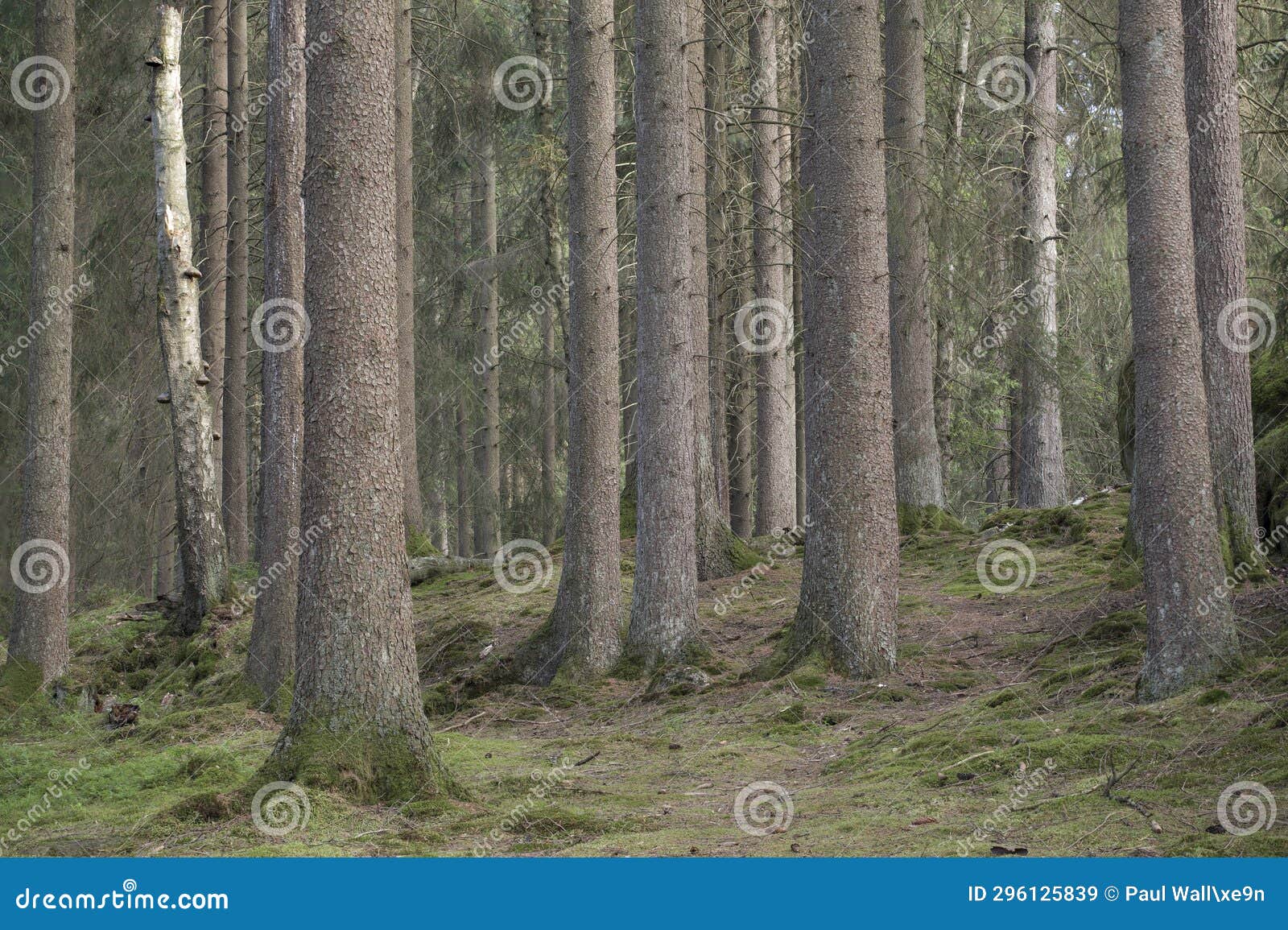 Swedish Fir Forest with Moss. Stock Image - Image of coniferous, wood ...