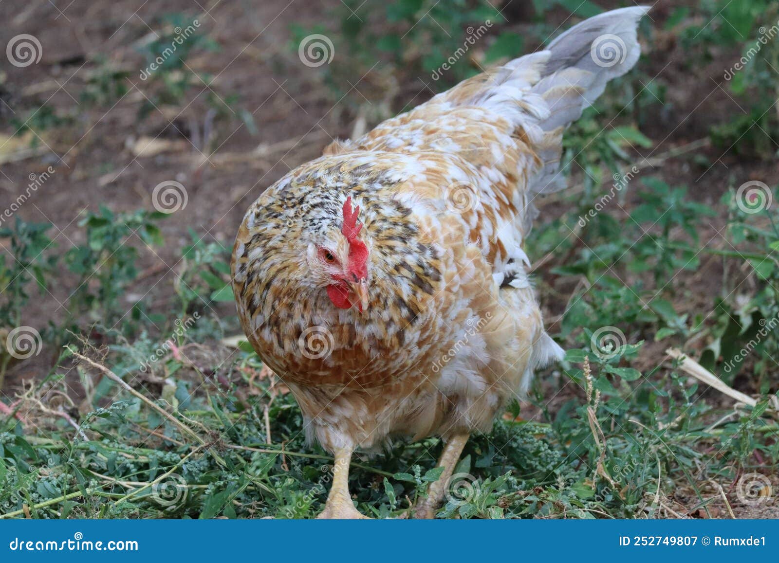 Swedish Flower chicken stock image. Image of rare, chickens - 252749807