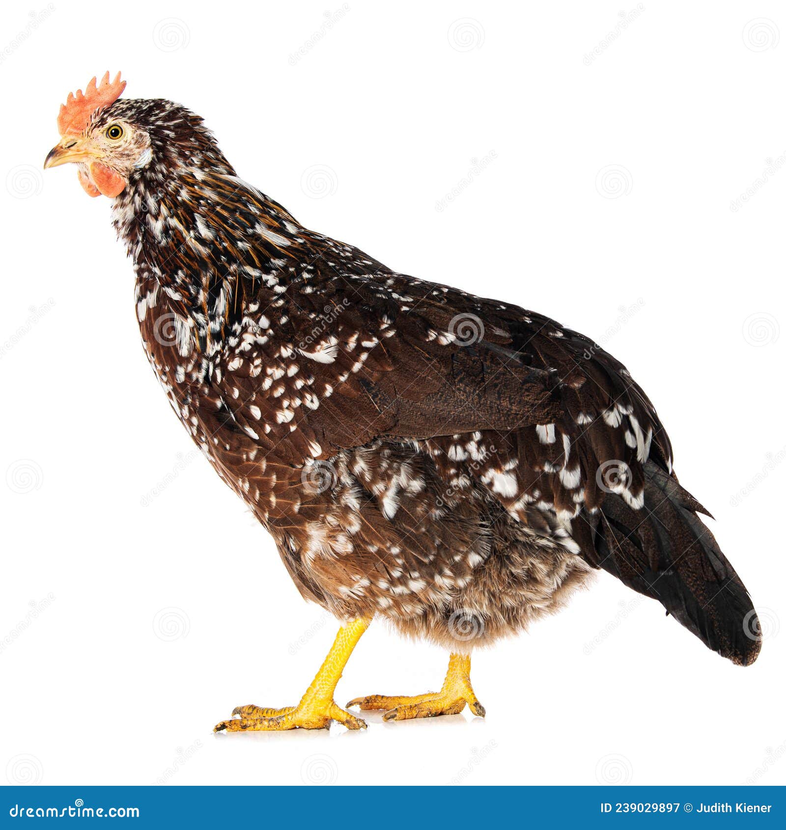 Swedish Flower Hen Isolated on White Stock Image - Image of swedish ...