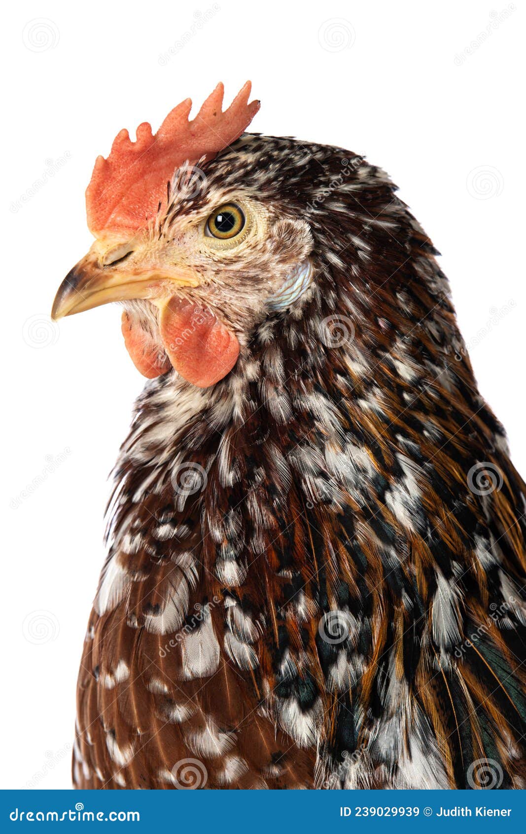 Swedish Flower Hen Isolated on White Stock Image - Image of livestock ...