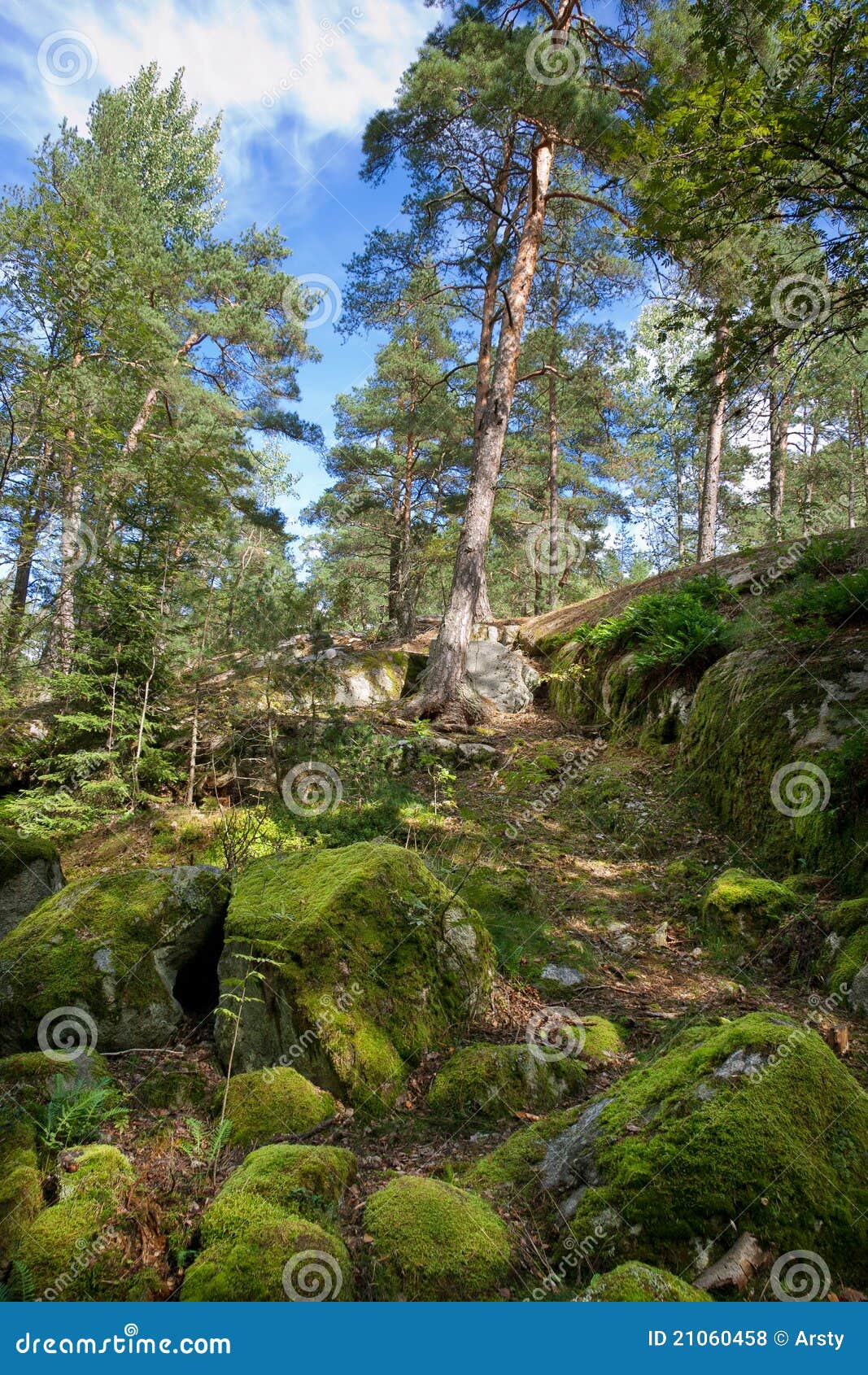Swedish forest stock photo. Image of north, pine, sweden - 21060458