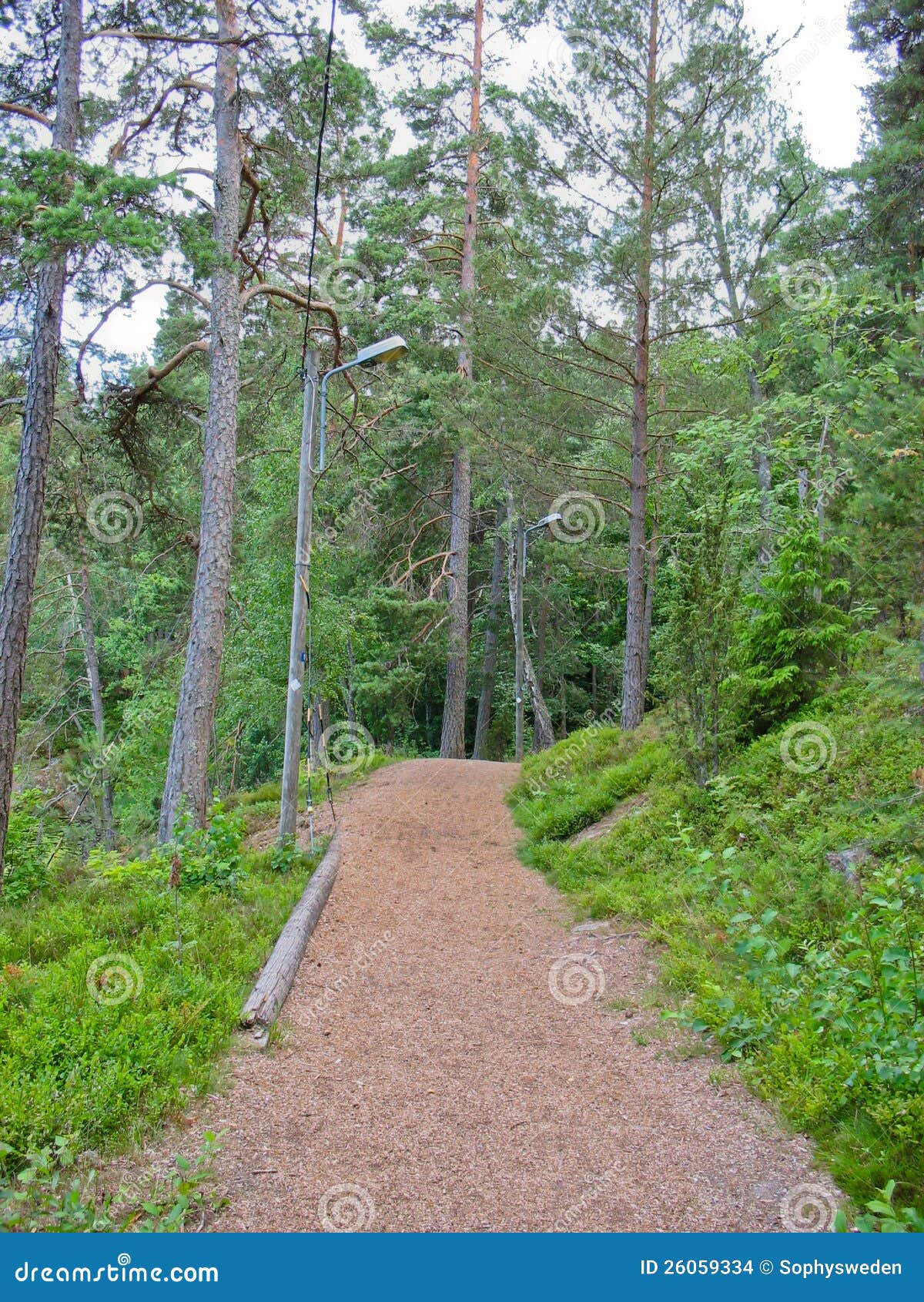 Swedish forest stock photo. Image of flora, forest, foliage - 26059334