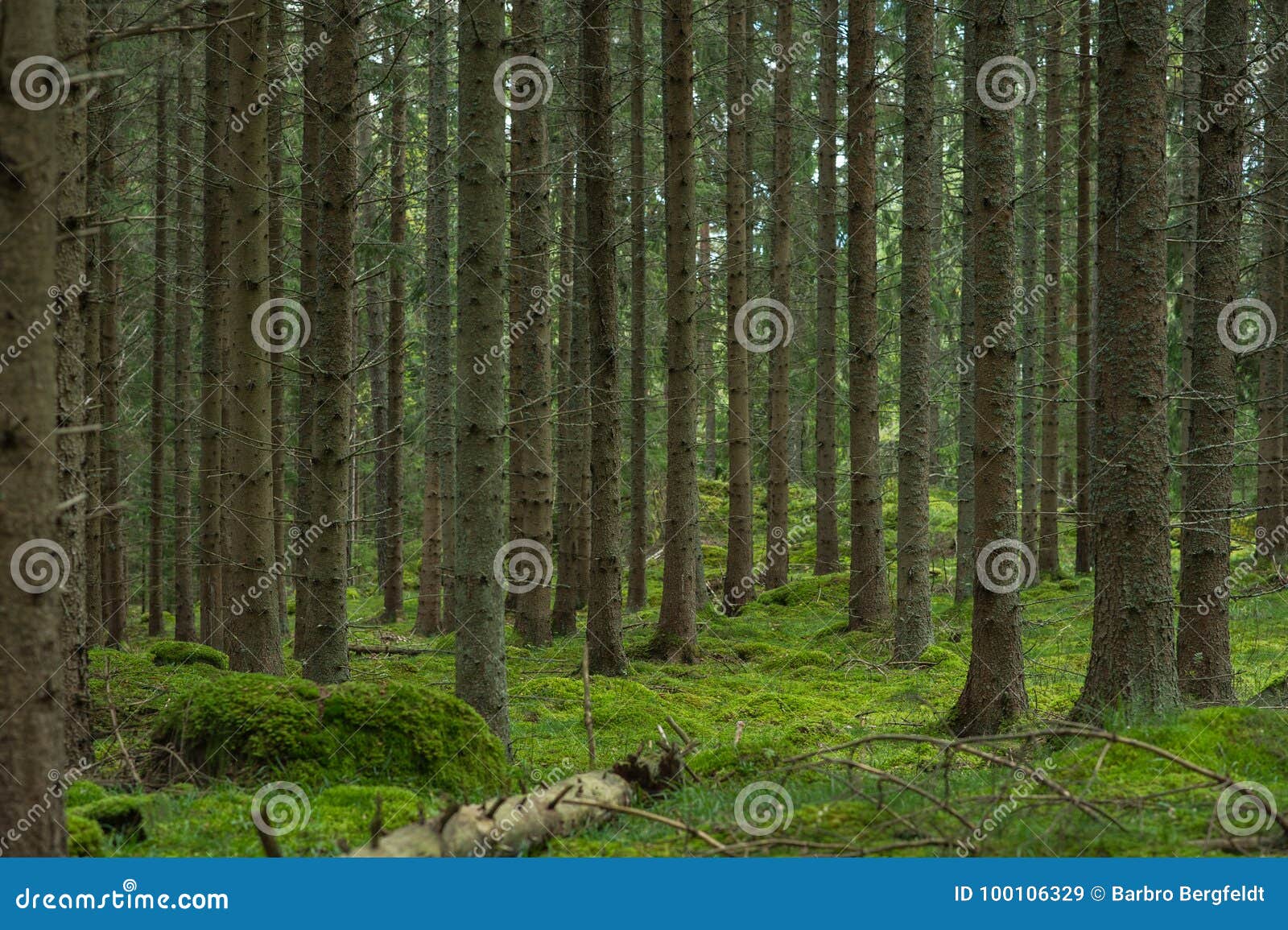 Swedish Forest stock image. Image of copy, green, background - 100106329