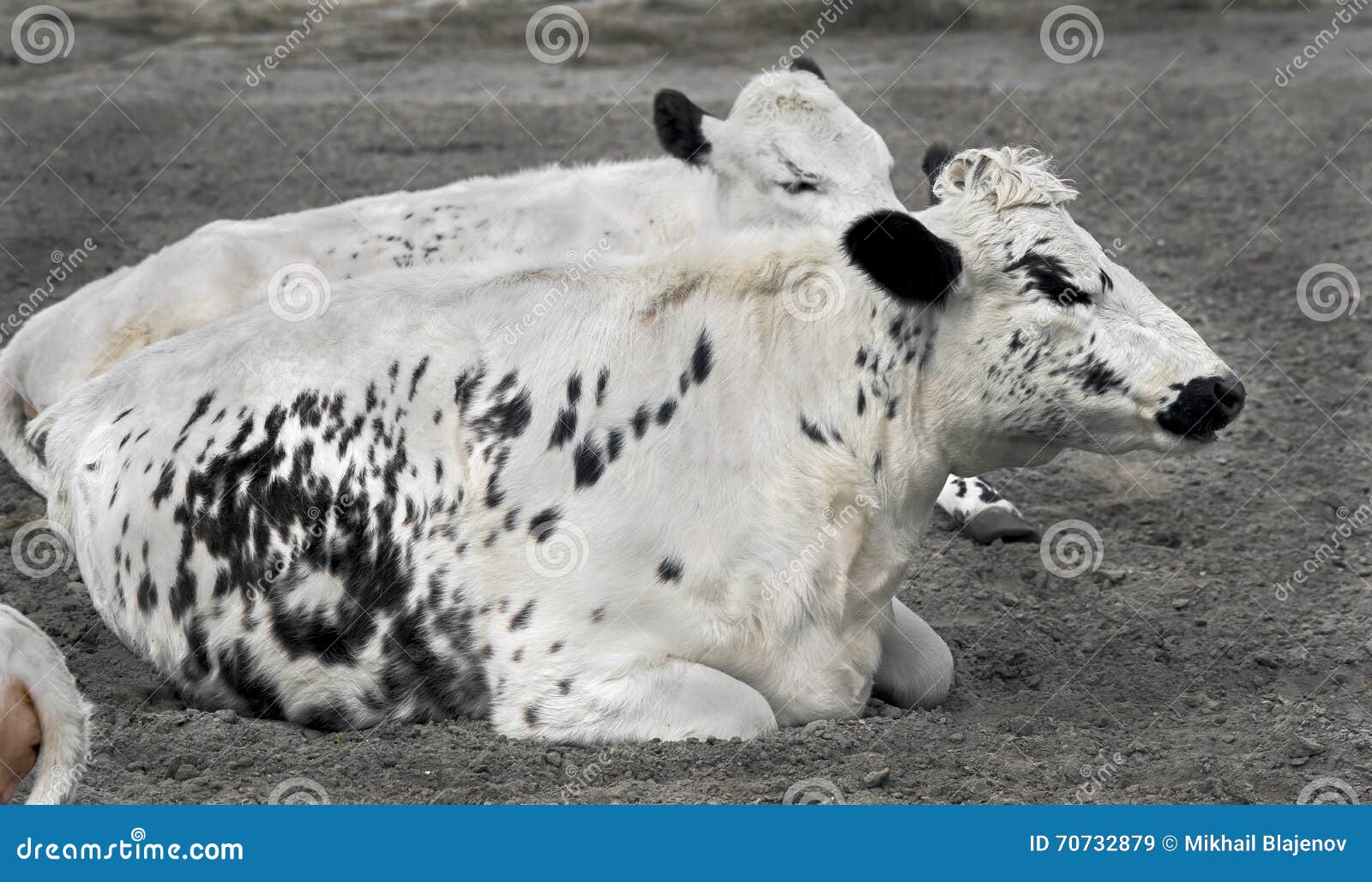 Swedish hornless cow 3 stock image. Image of cattle, tranquil - 70732879