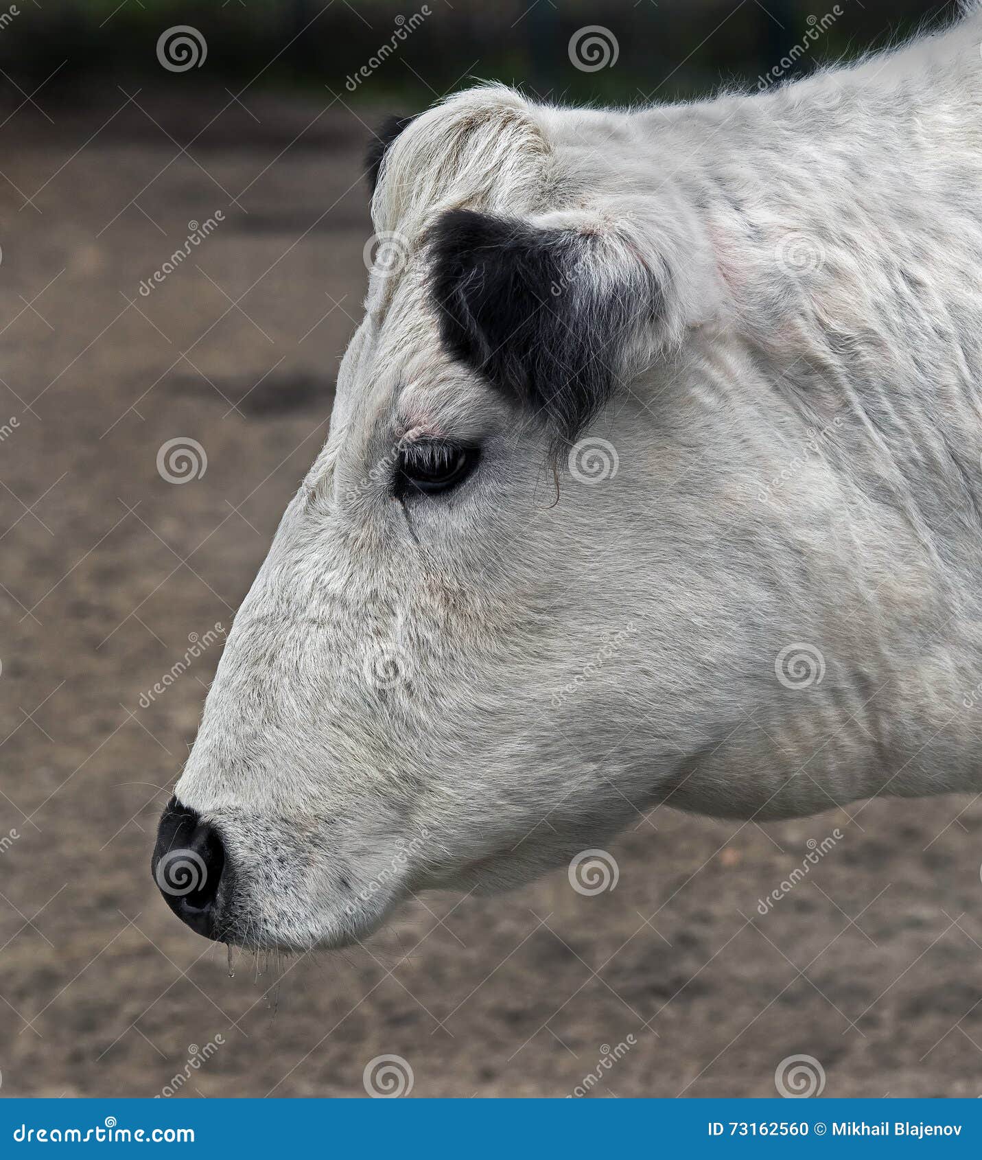 Swedish hornless cow 4 stock photo. Image of heifer, agriculture - 73162560