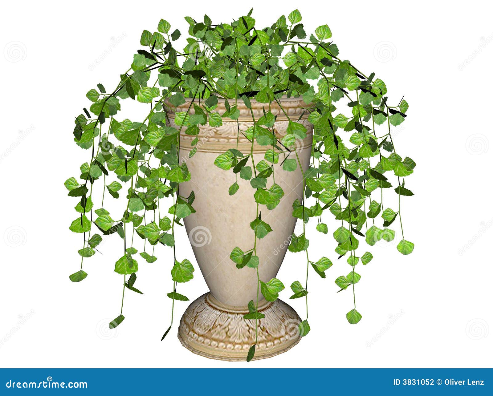 Swedish Ivy Plant In Pot Stock Illustration | CartoonDealer.com #3831052