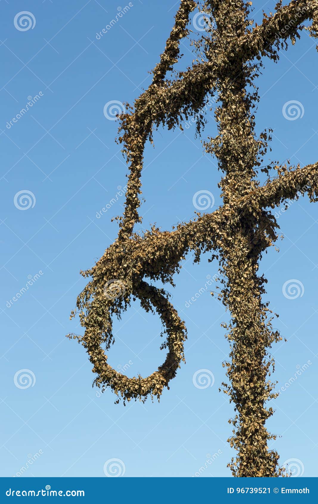 Swedish Maypole Covered in Withered Birch Leaves Stock Image - Image of ...