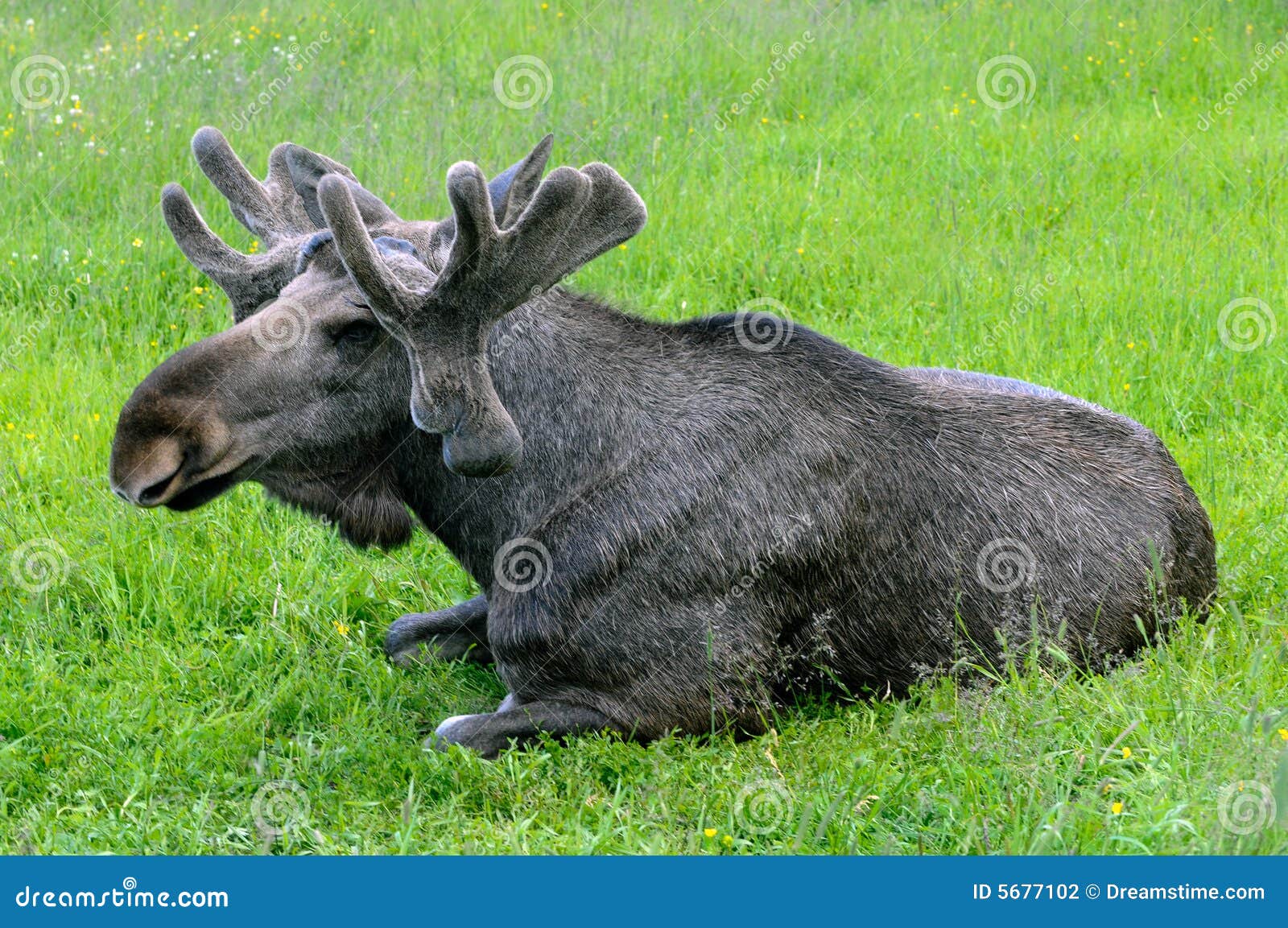 Swedish moose stock photo. Image of hunting, deer, scandinavia - 5677102