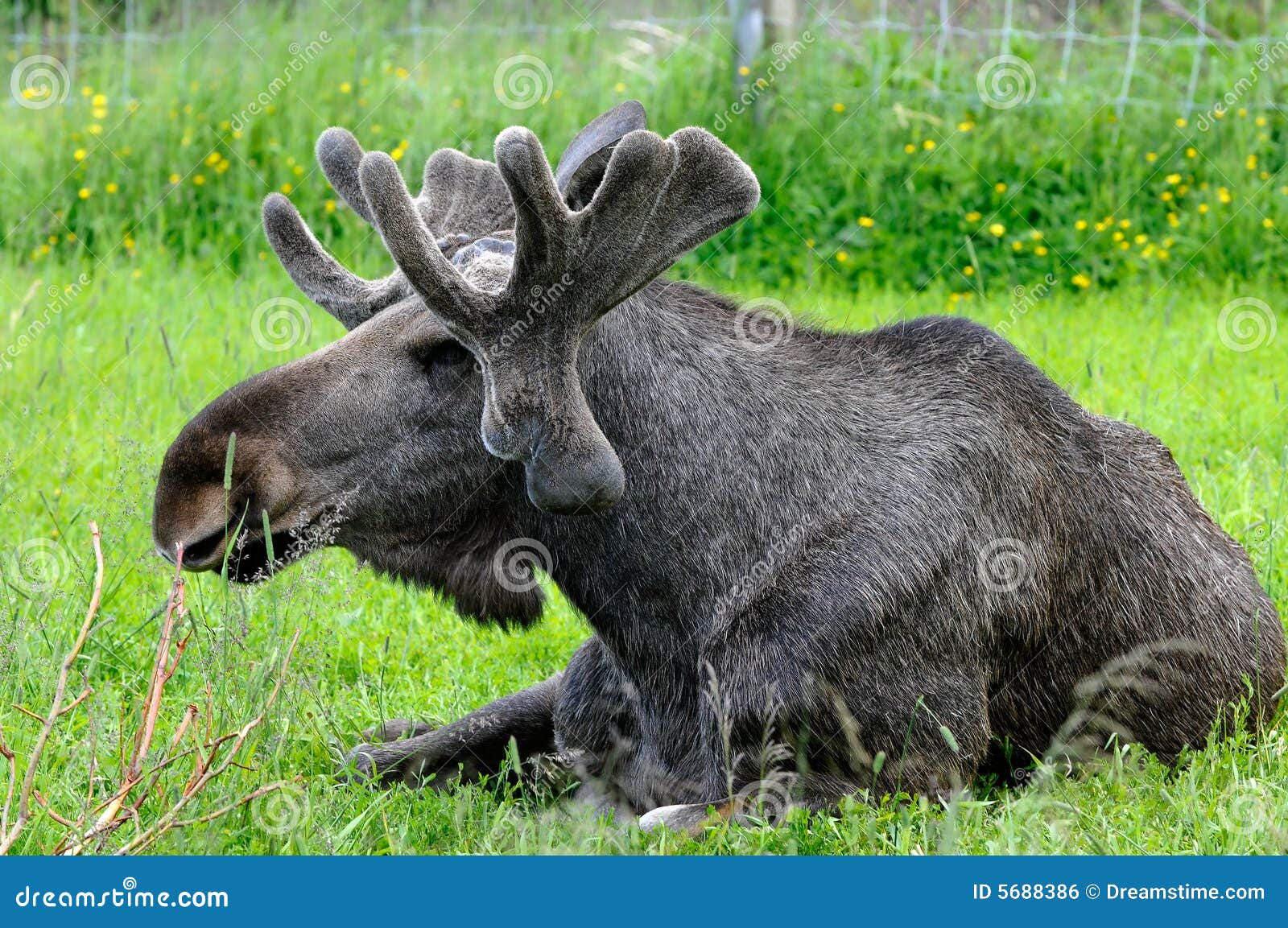 Swedish moose stock photo. Image of wildlife, large, alces - 5688386