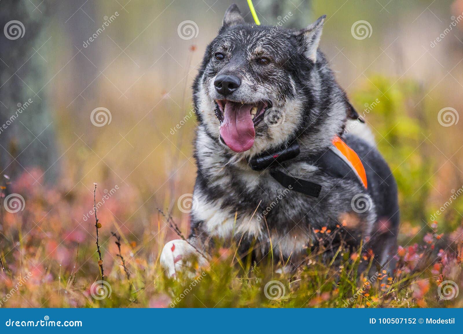 Swedish Moosehound in the Fall Stock Photo - Image of canine, predator ...