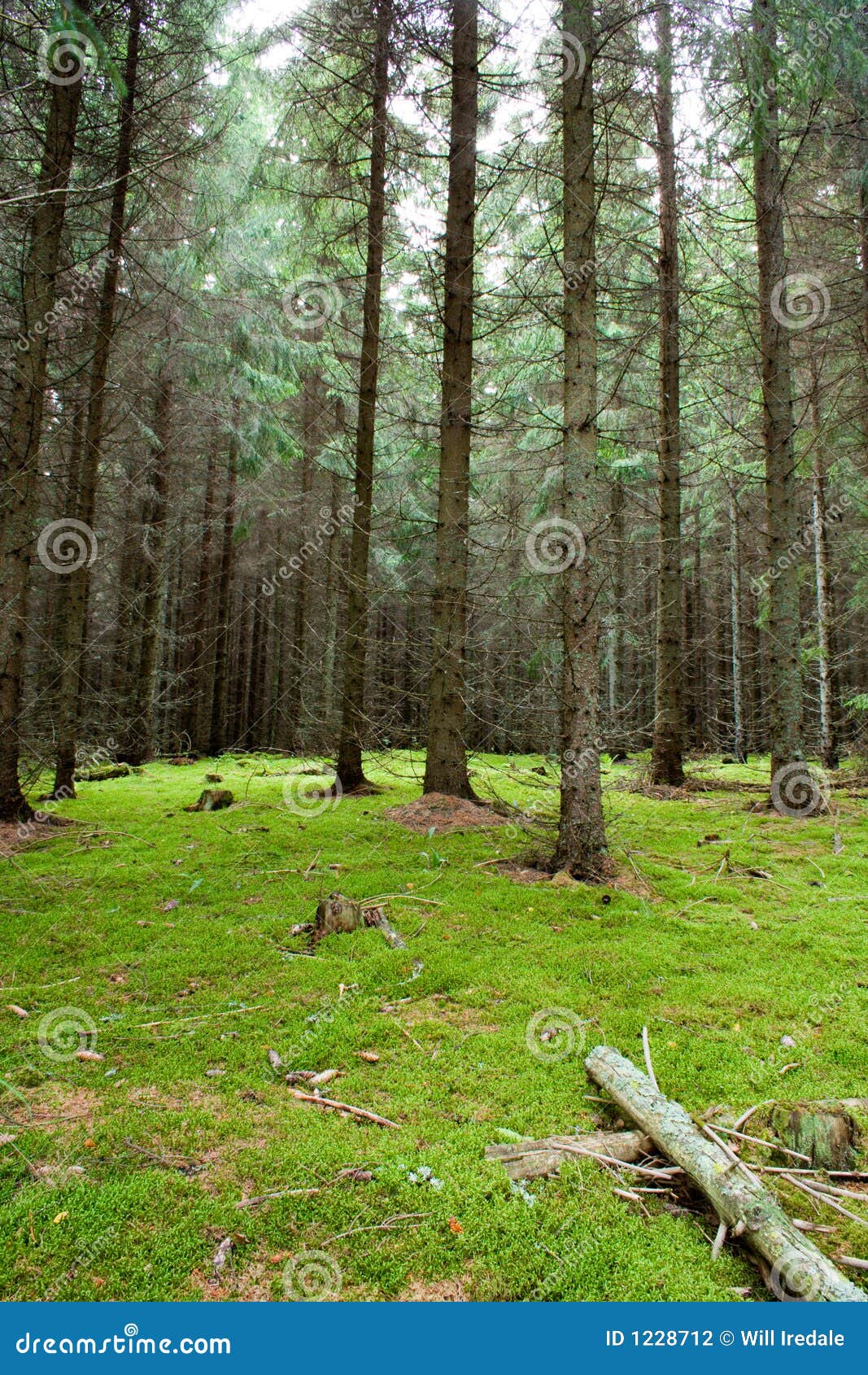 Swedish Pine Forest stock photo. Image of trunk, pulp - 1228712