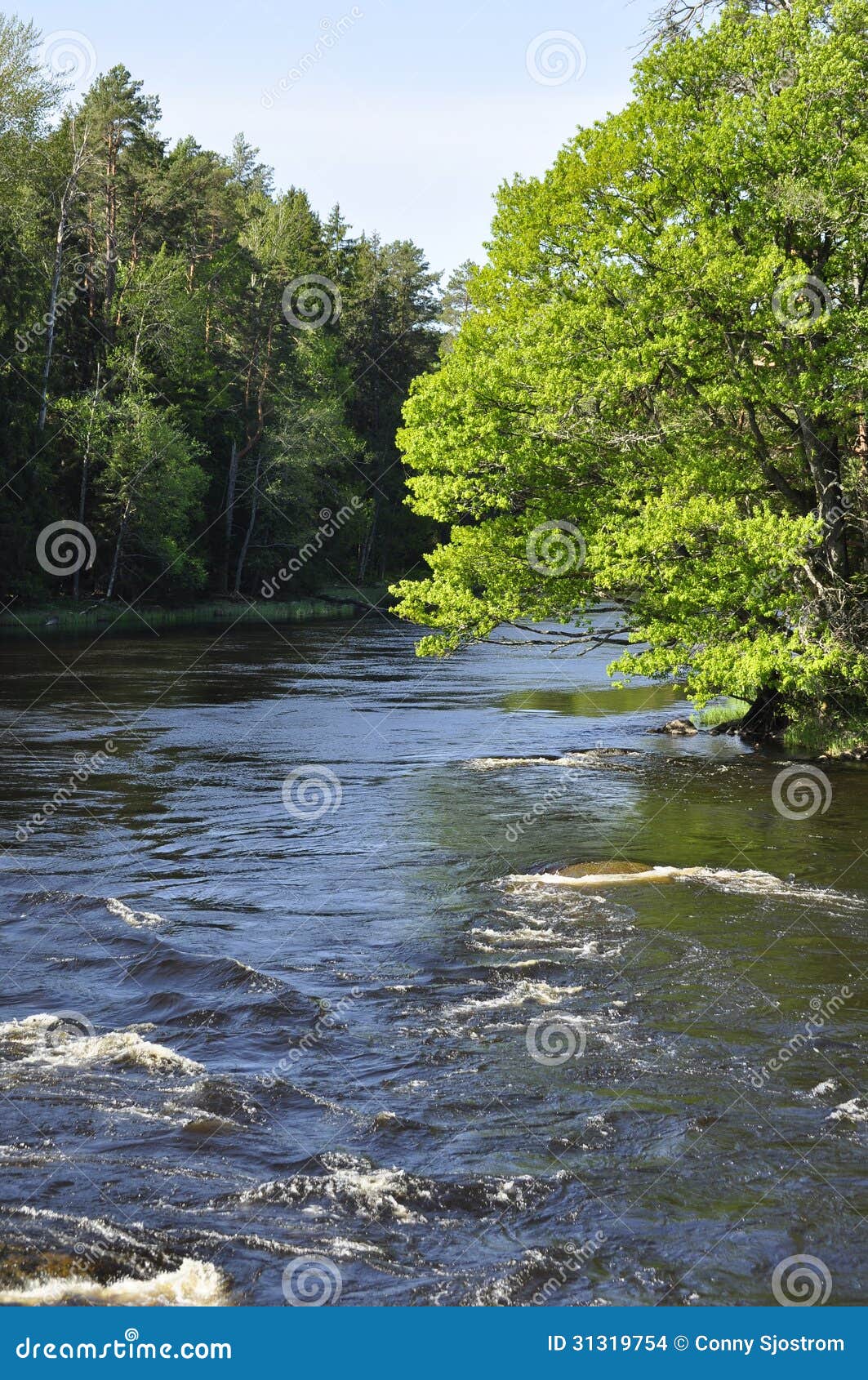 Swedish river stock photo. Image of tree, nature, sweden - 31319754