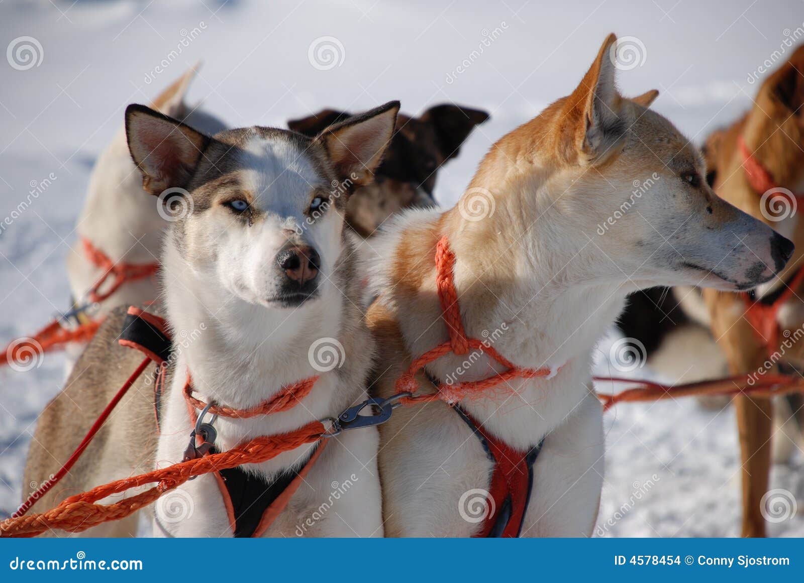 Swedish Sled Dogs stock photo. Image of attention, gazing - 4578454
