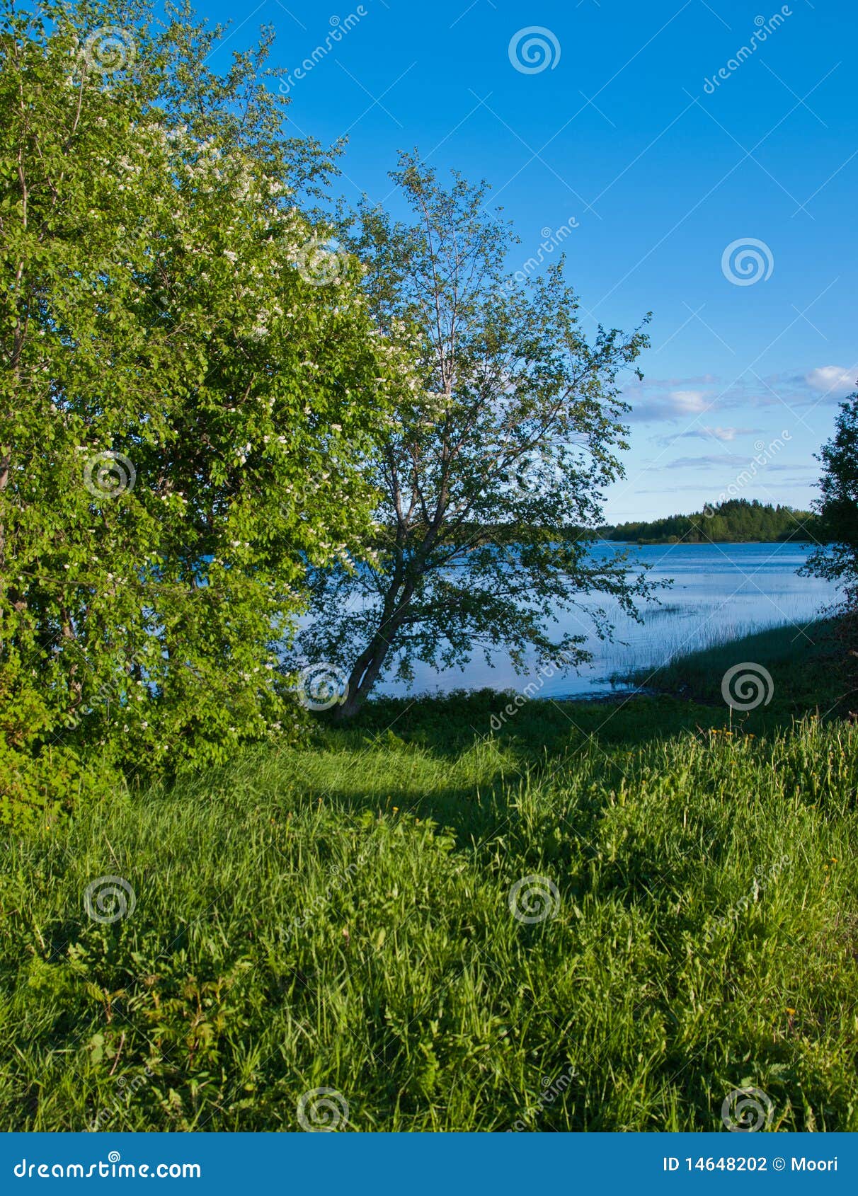 Swedish summer stock photo. Image of natural, farm, meadow - 14648202