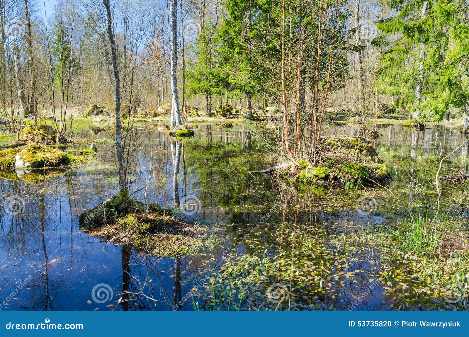 Swedish swamp in forest stock photo. Image of tree, swedish - 53735820