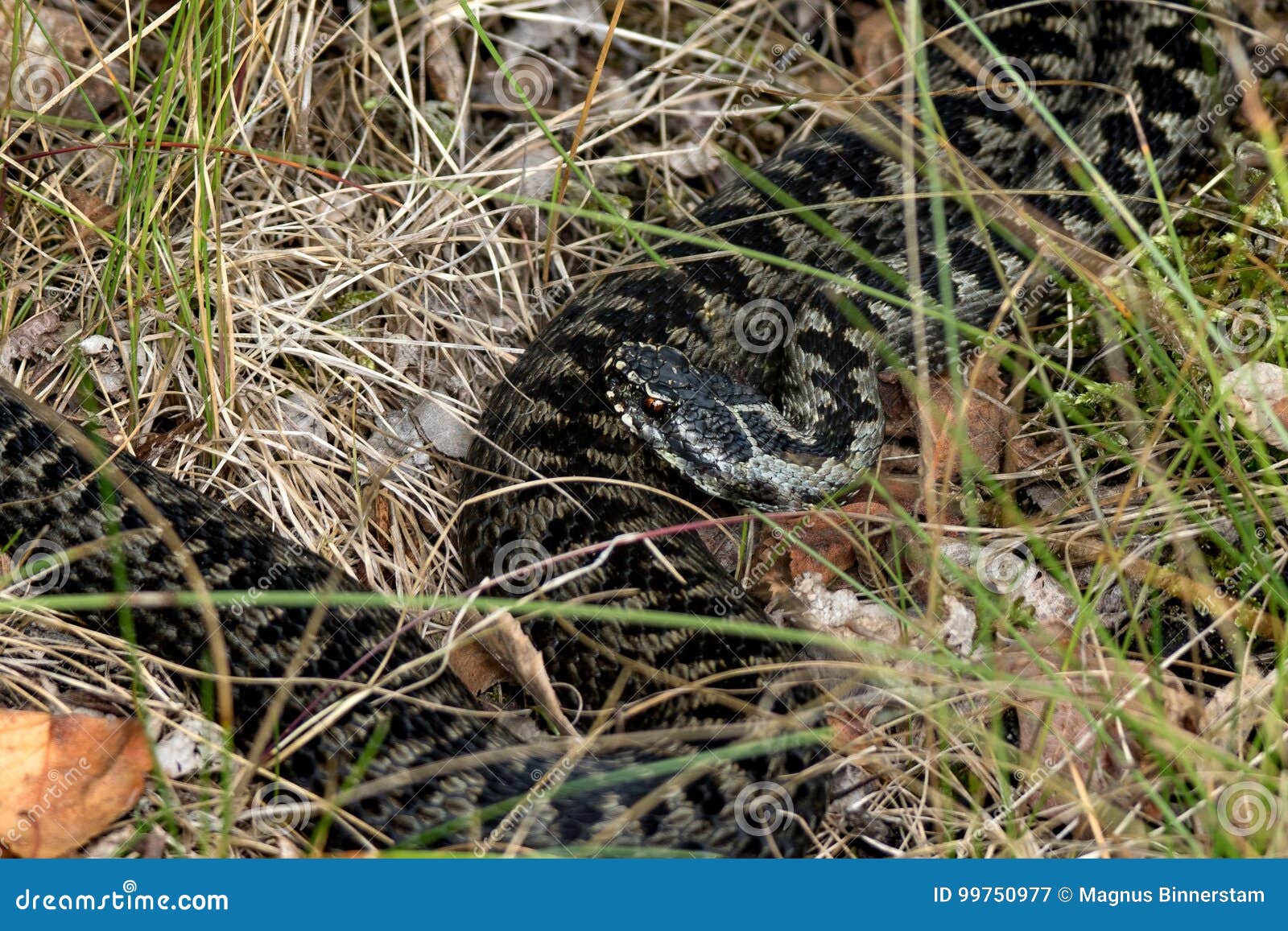 Swedish Viper Snake with Black Zig Zag Pattern Stock Image - Image of ...