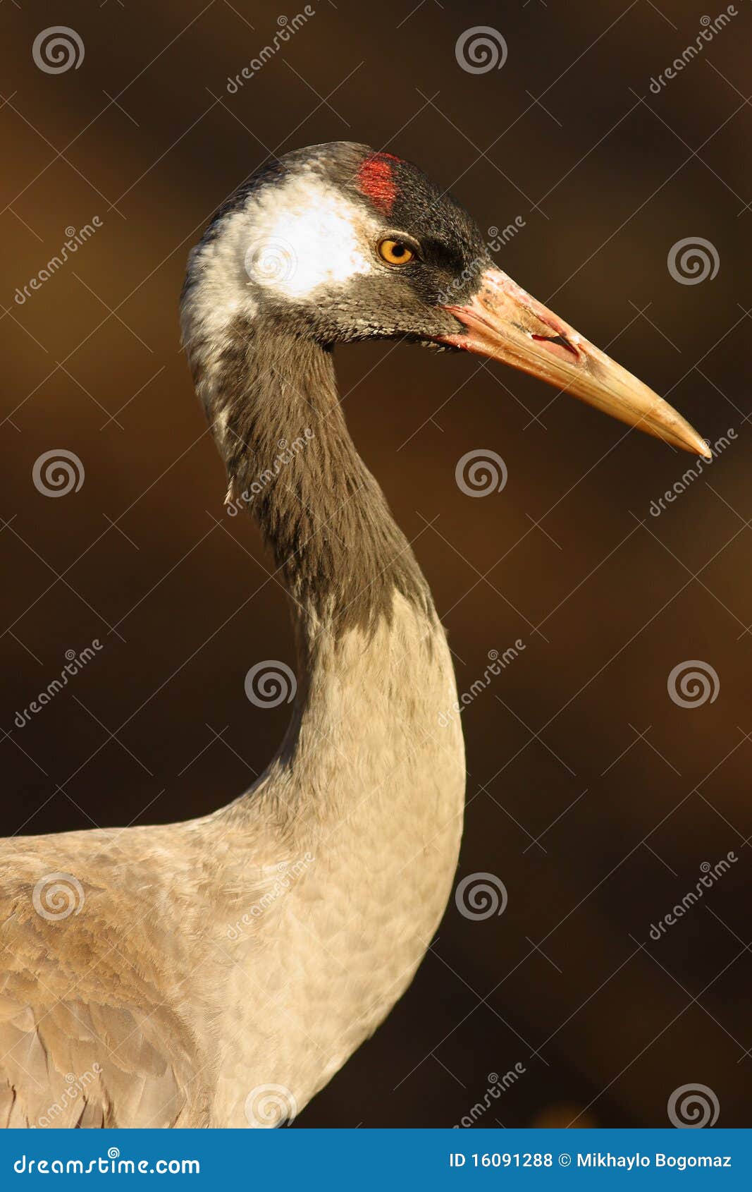 Sweep stock photo. Image of fauna, basin, plumage, bank - 16091288