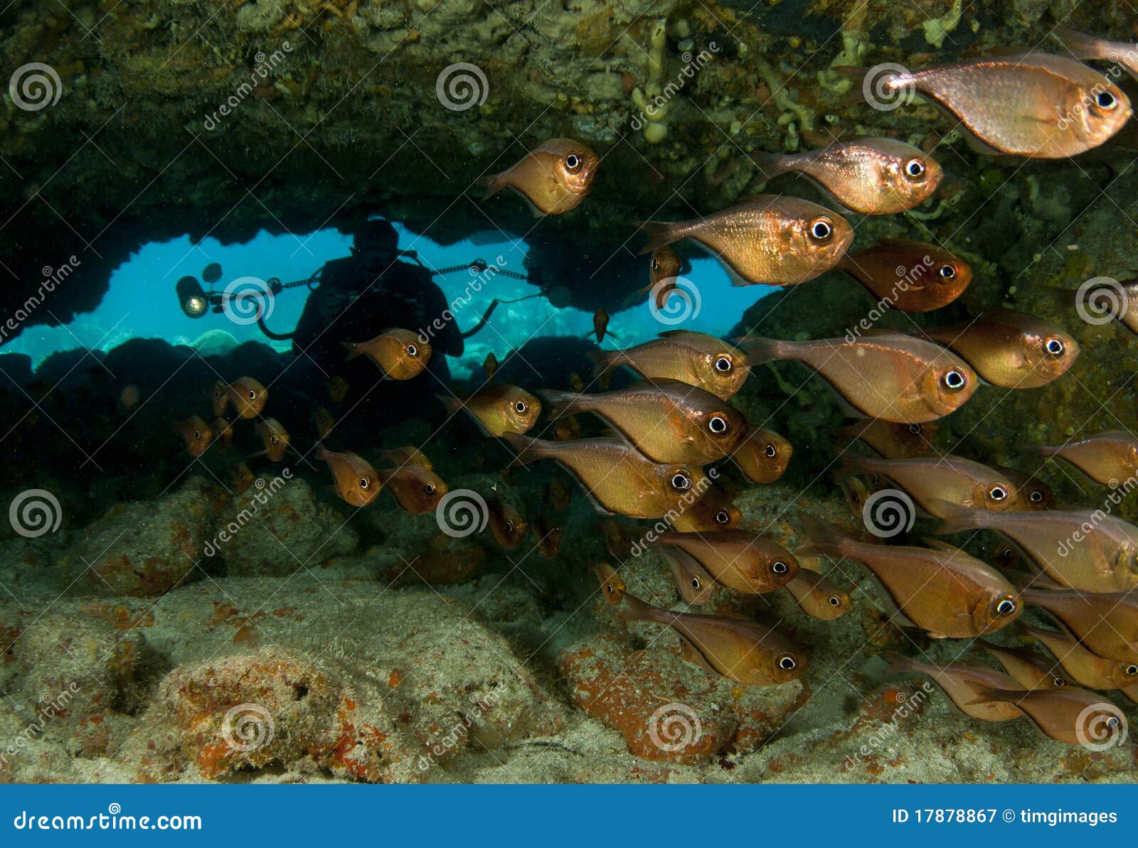 Copper Sweeper Pempheris Oualensis Royalty-Free Stock Photo ...