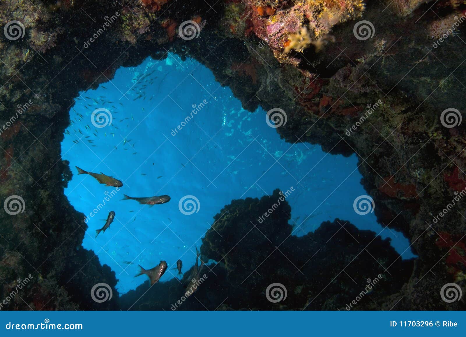 Sweeper Fishes Underwater stock photo. Image of detail - 11703296