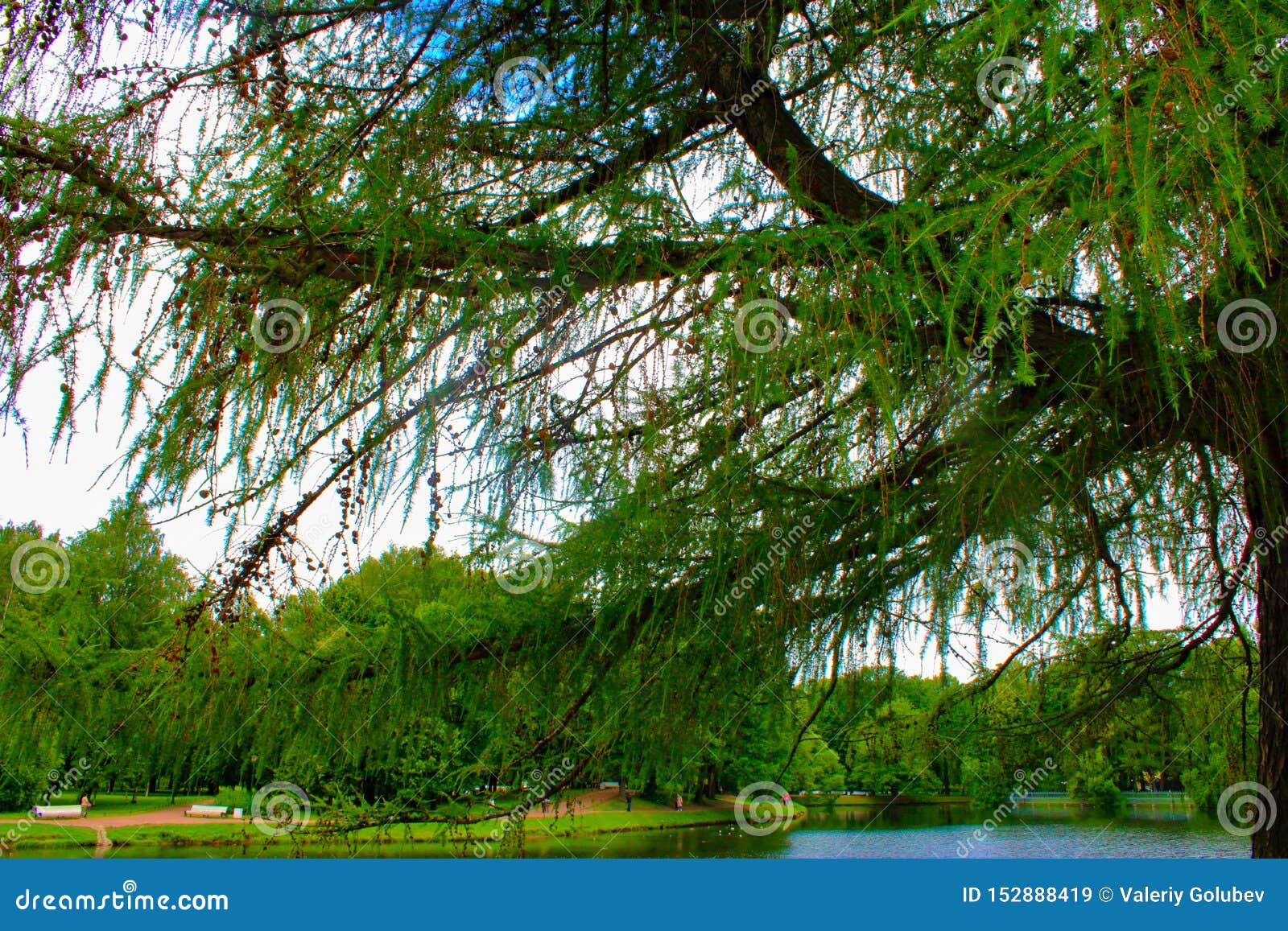 Sweeping Branches of the Pine Trees in the Park Stock Image - Image of ...