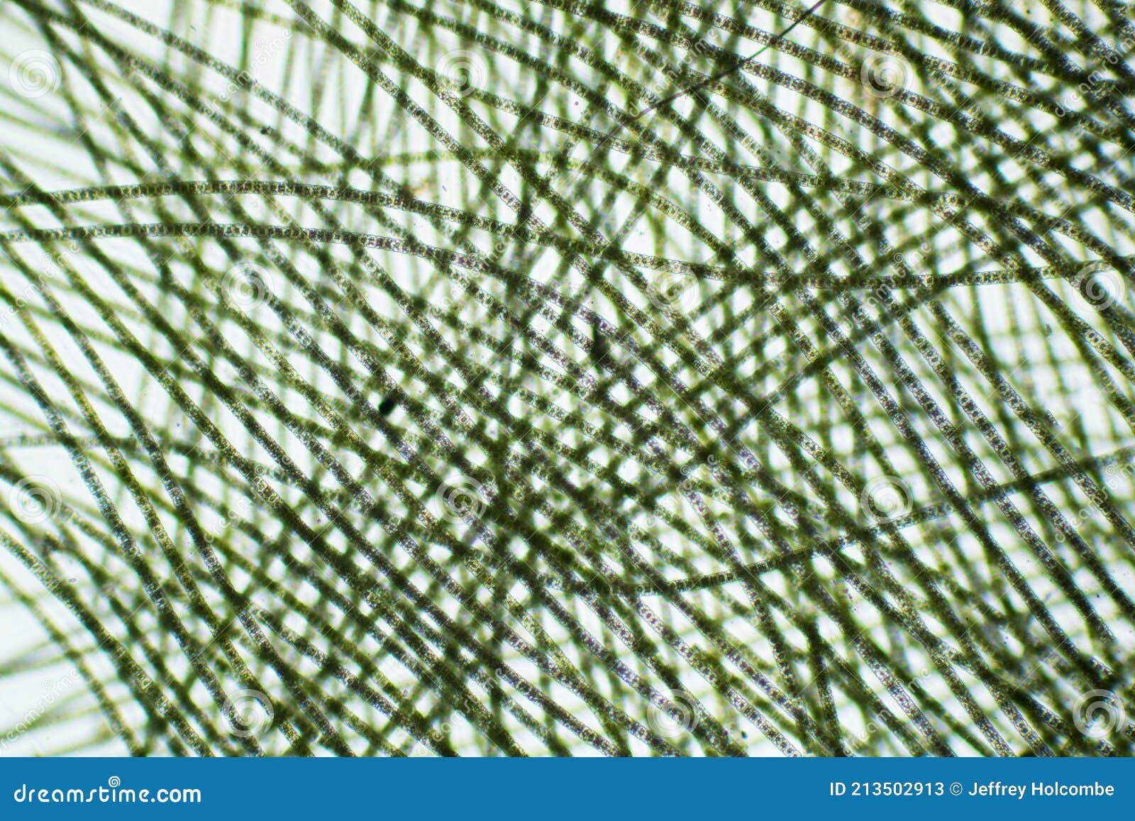 Microscopic Algae Star Duckweed Or Lemna Trisulca Or Staurogeton ...