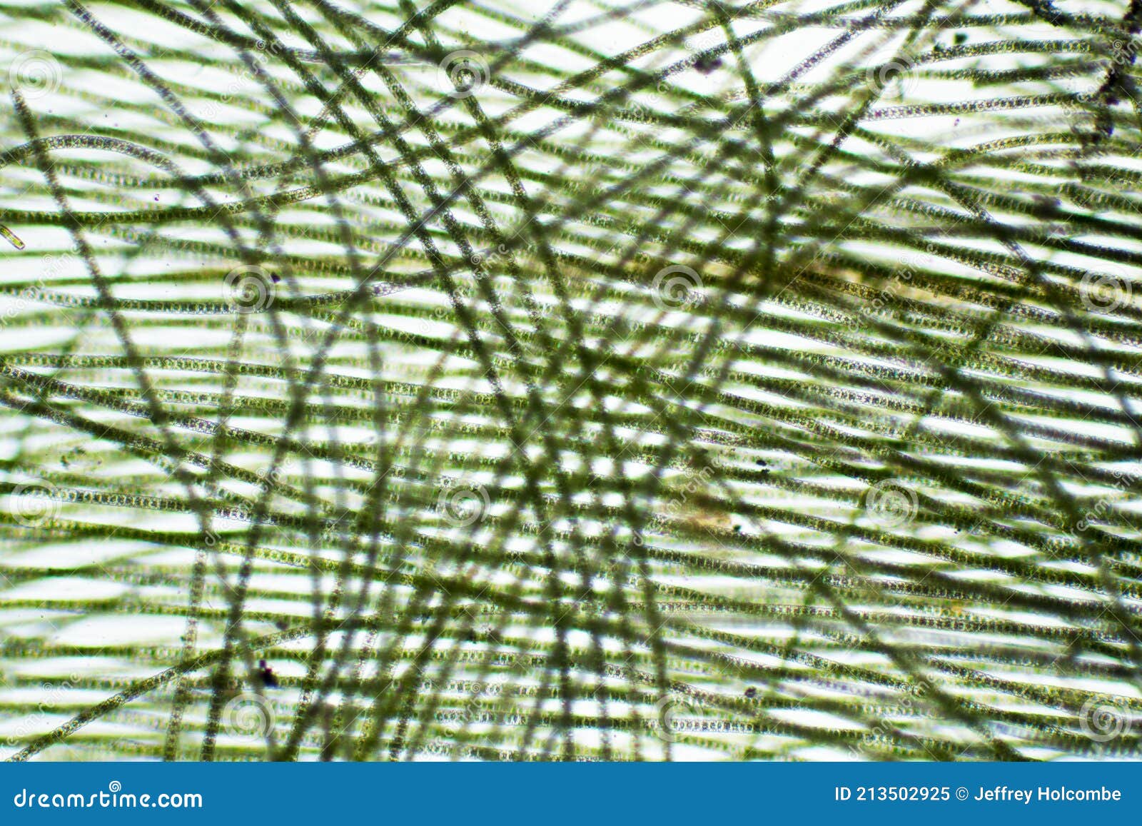 Sweeping Lines of Microscopic Algae Filaments from Pond Water Stock ...