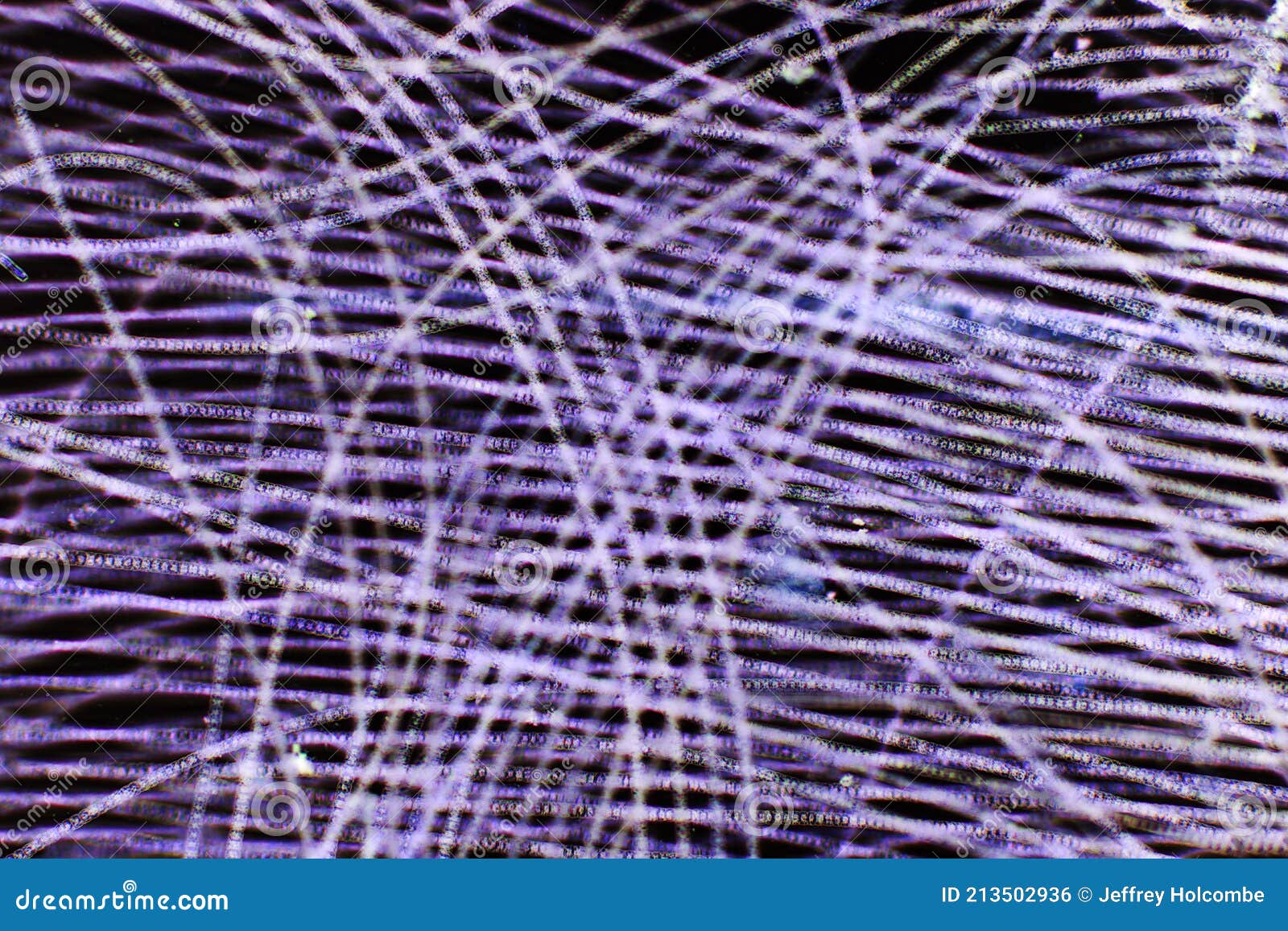 Sweeping Lines of Microscopic Algae Filaments from Pond Water Stock ...