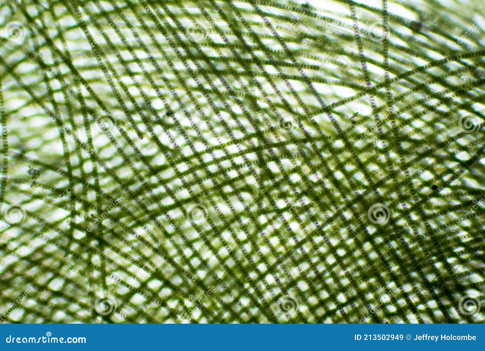 Microscopic Algae Star Duckweed Or Lemna Trisulca Or Staurogeton ...