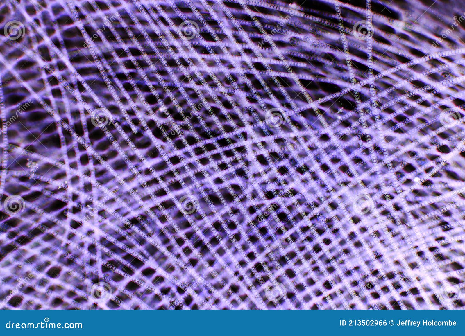 Microscopic Algae Star Duckweed Or Lemna Trisulca Or Staurogeton ...