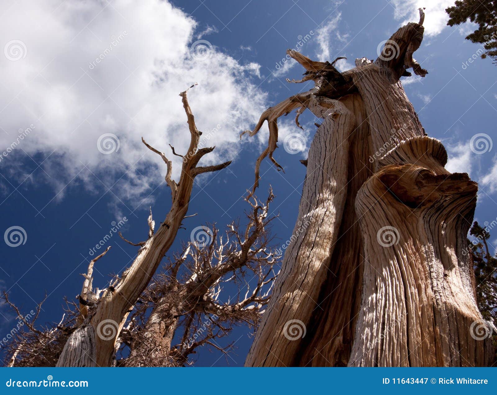 Sweeping Trees stock image. Image of perspective, tree - 11643447