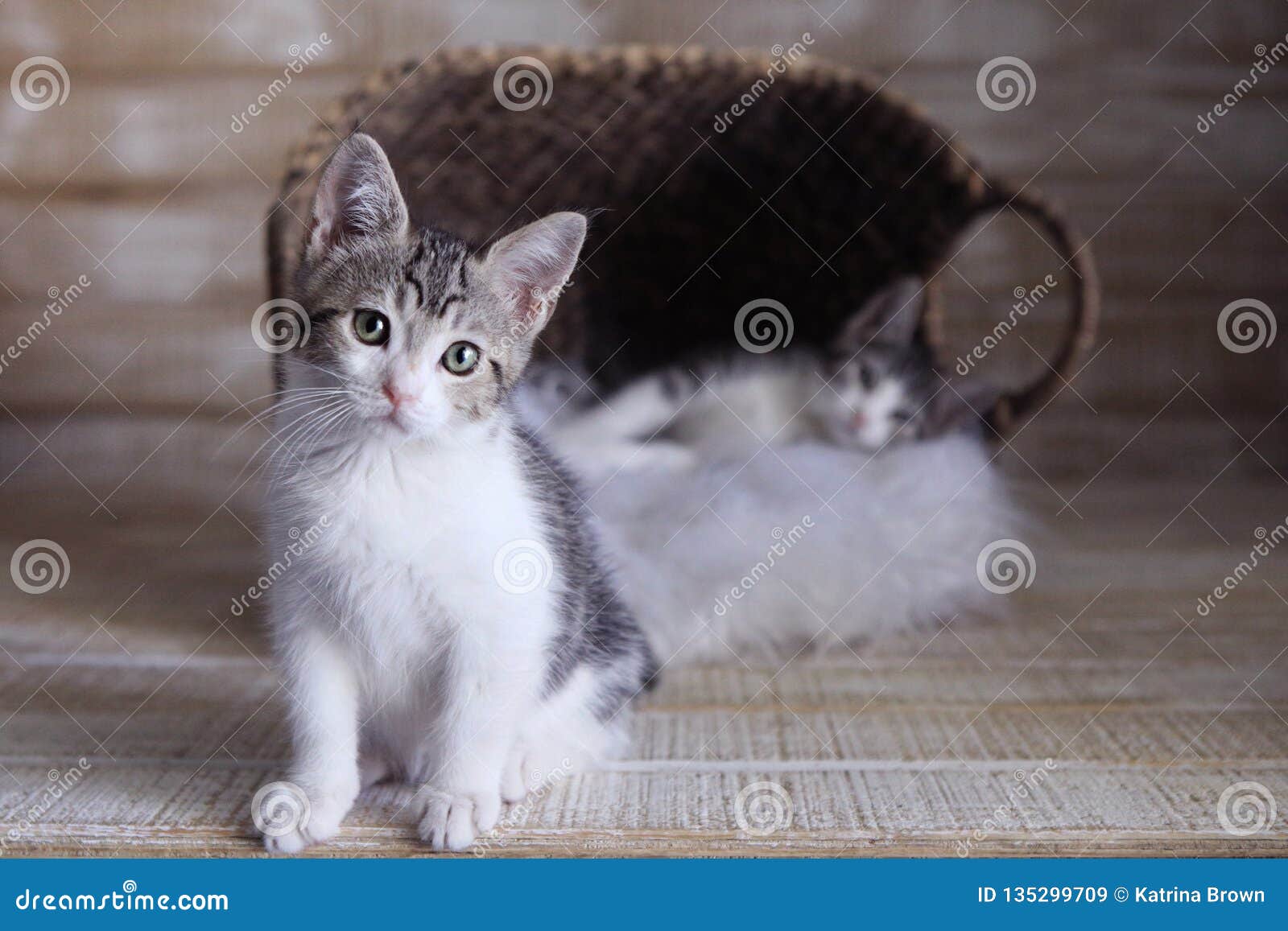 Sweet Adorable Cute Kittens Awaiting Adoption Stock Image - Image of ...