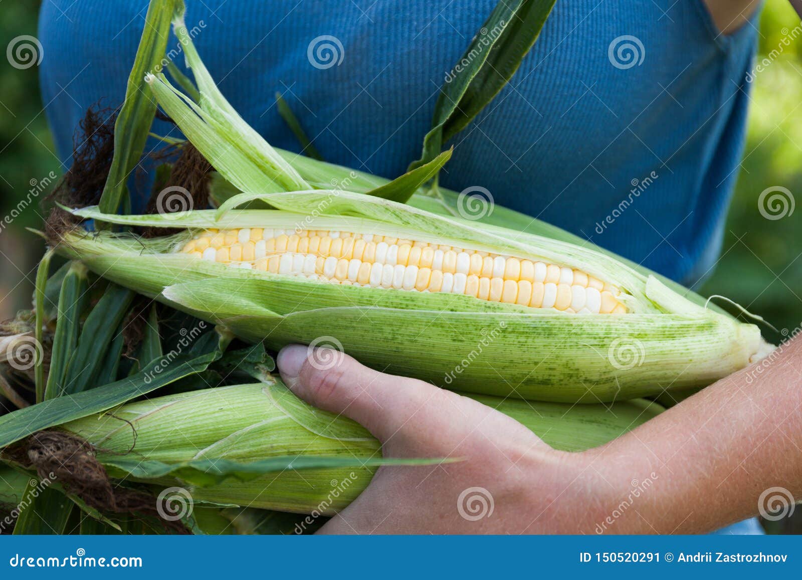 Sweet Agriculture Corn in Leaf, Maize Composition Stock Image - Image ...
