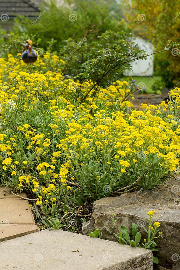 Sweet alison stock photo. Image of flower, beauty, alyssum - 53735454