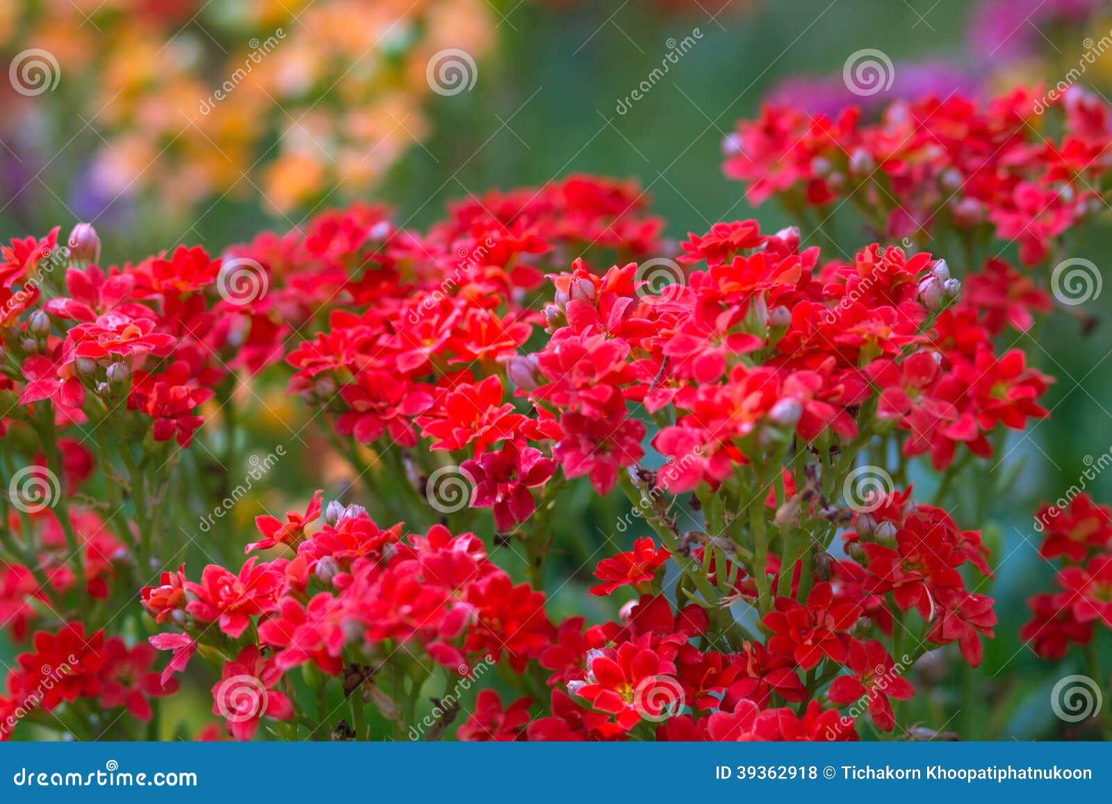 147 Alyssum Pot Photos - Free & Royalty-Free Stock Photos from Dreamstime