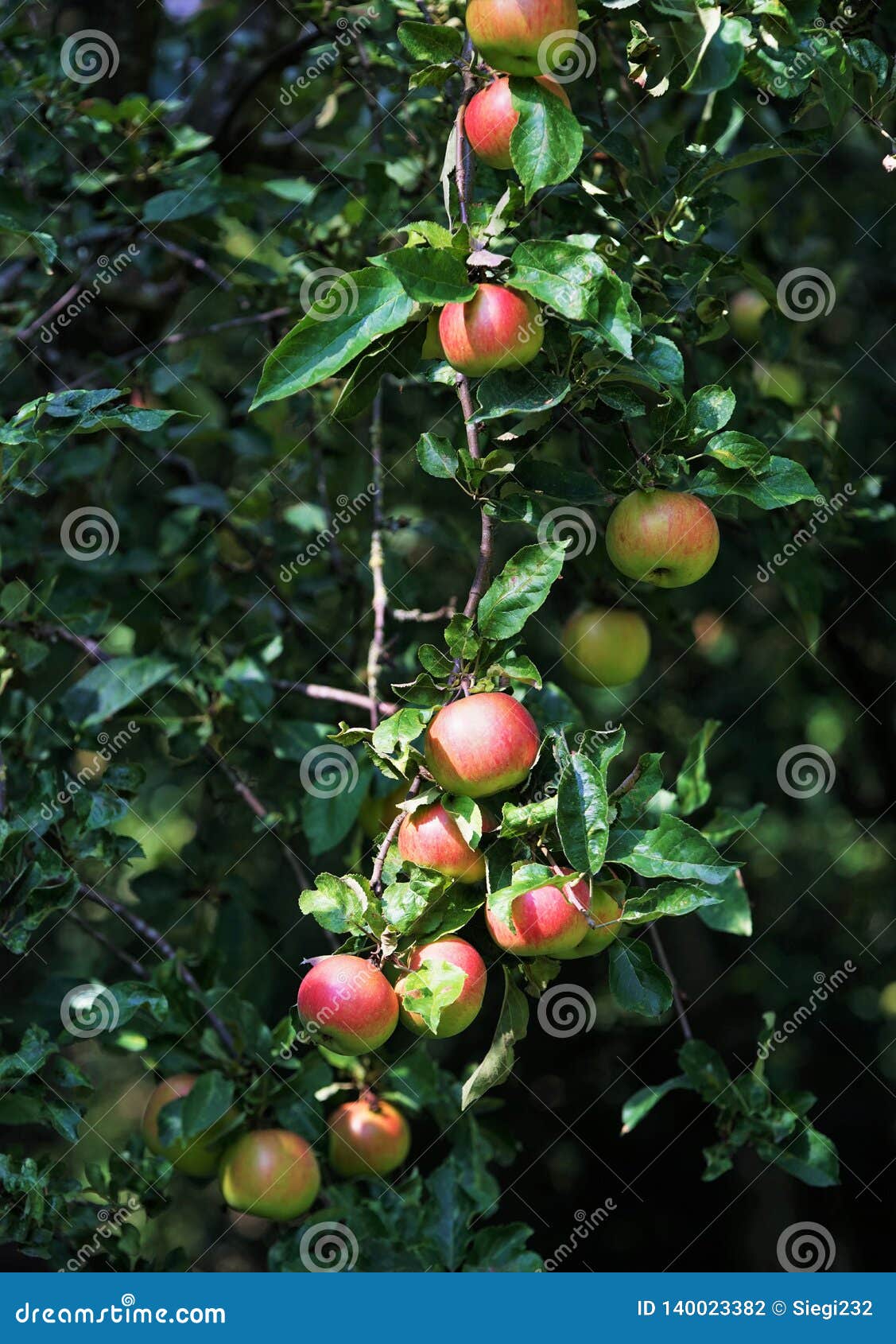 Apples on an apple tree stock photo. Image of healthy - 140023382
