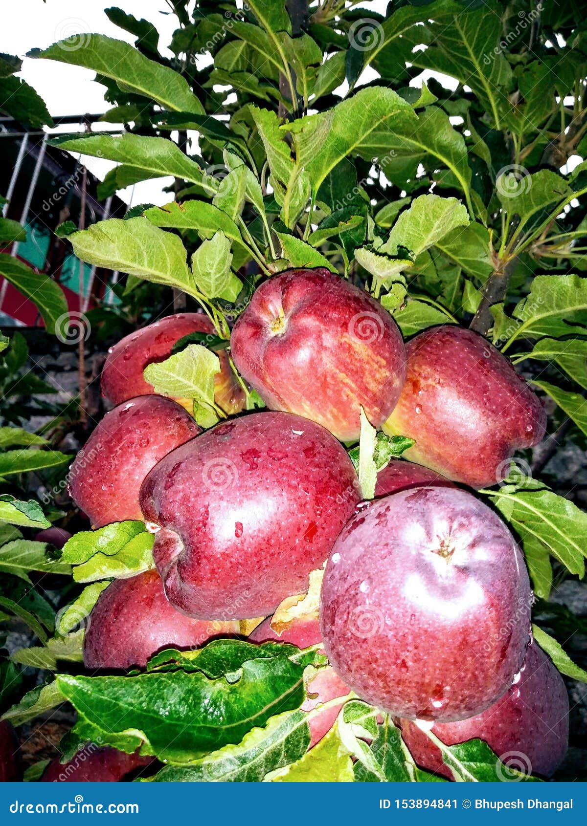 Sweet Apples stock image. Image of apple, ripe, sweet - 153894841